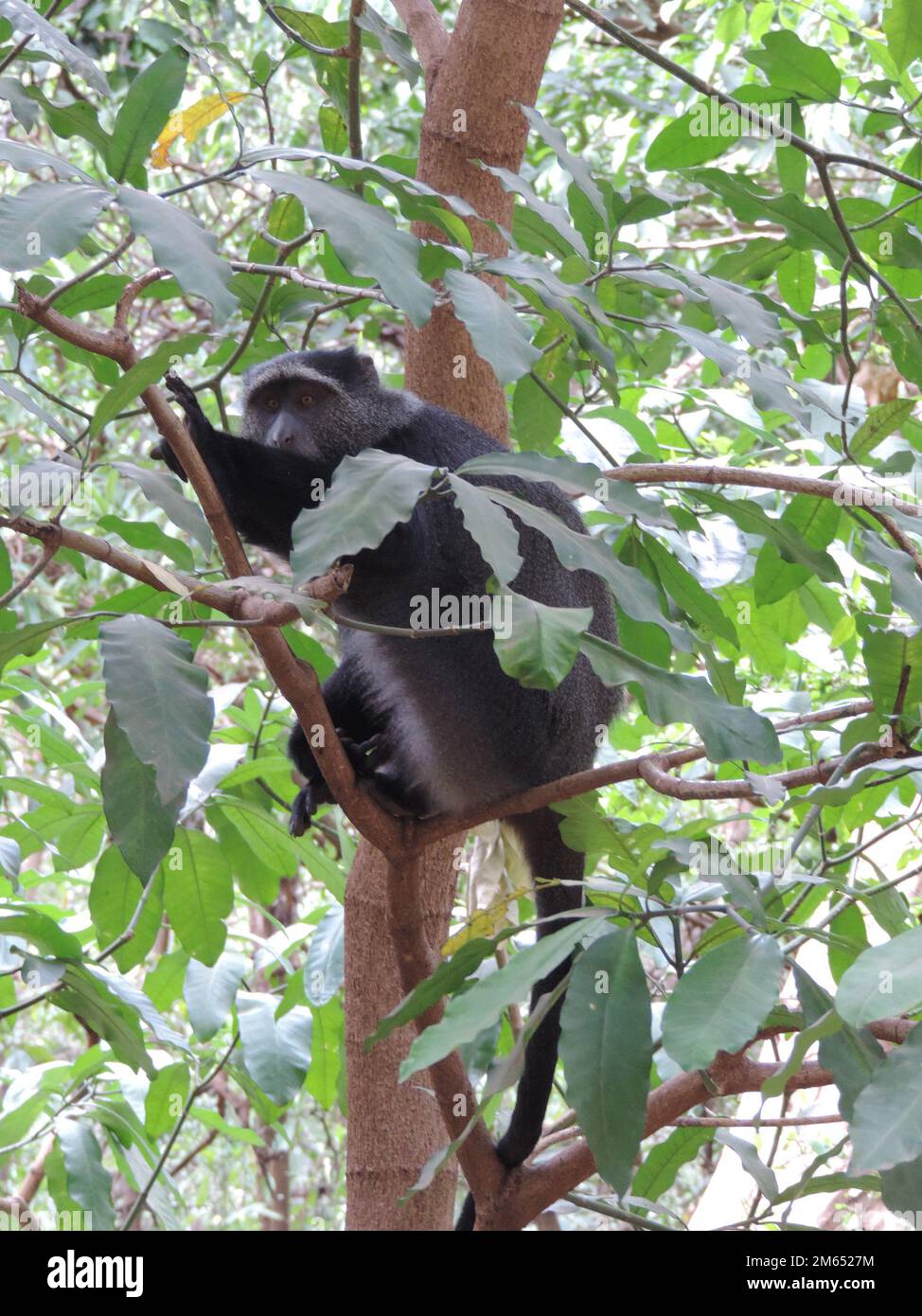 Blue monkeys in a tree in the savannah in Tanzania East Africa Stock ...