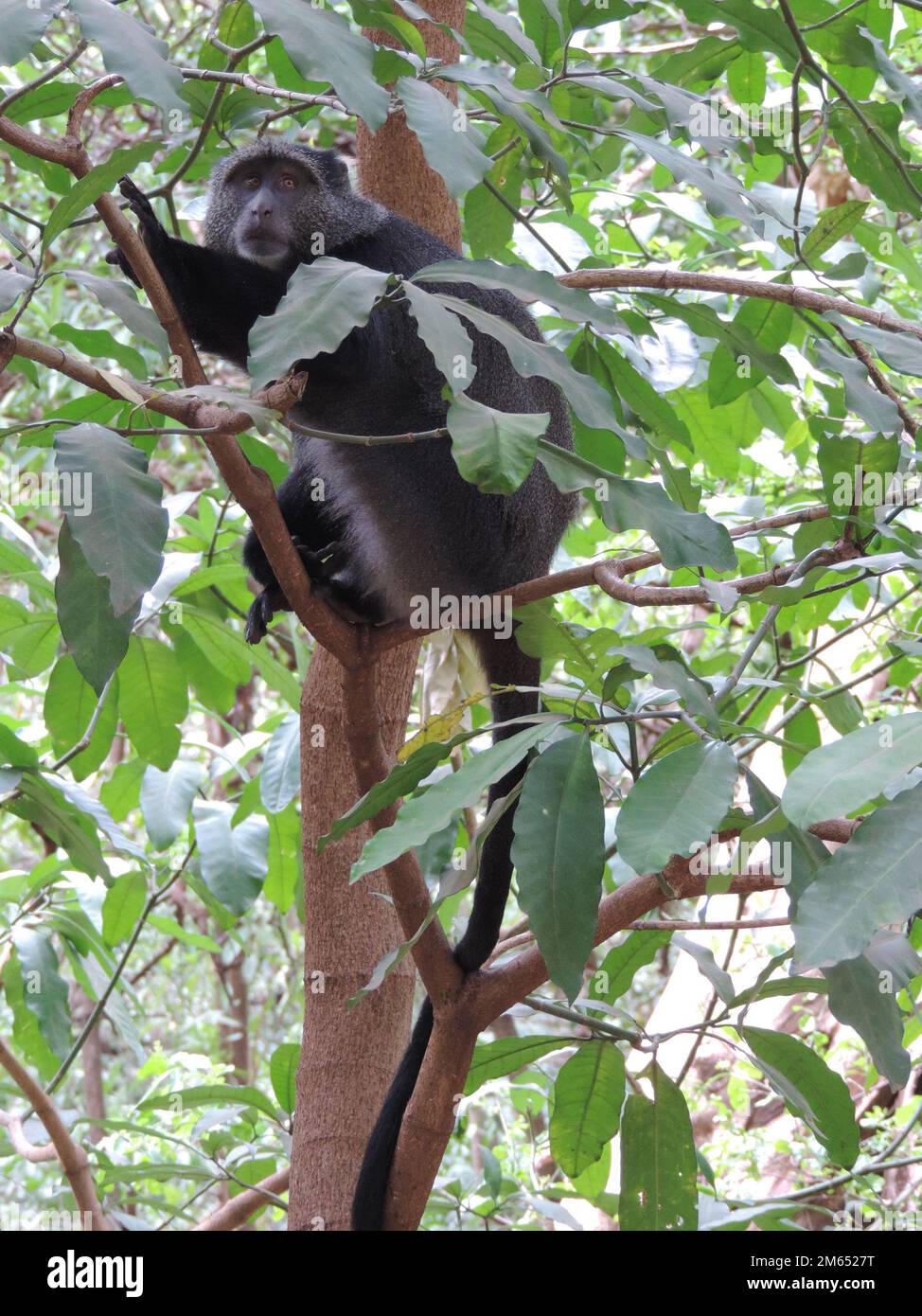 Blue monkeys in a tree in the savannah in Tanzania East Africa Stock ...