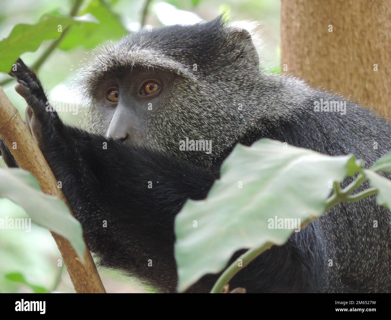 Blue monkeys in a tree in the savannah in Tanzania East Africa Stock ...