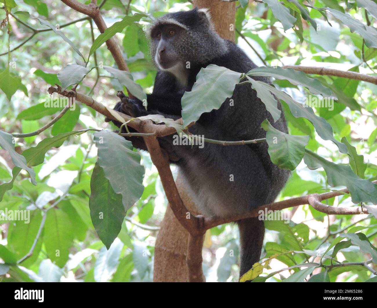 Blue monkeys in a tree in the savannah in Tanzania East Africa Stock ...