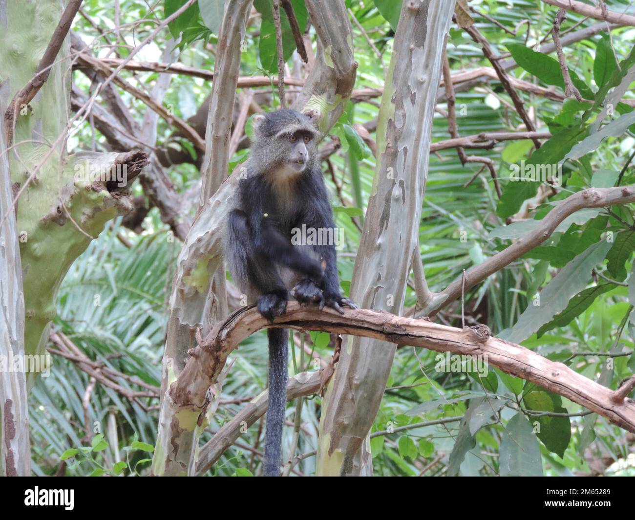 Blue monkeys in a tree in the savannah in Tanzania East Africa Stock ...