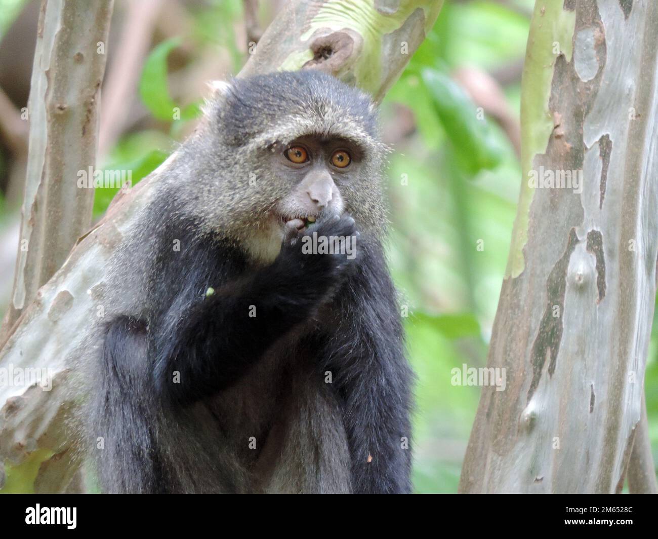 Blue monkeys in a tree in the savannah in Tanzania East Africa Stock ...