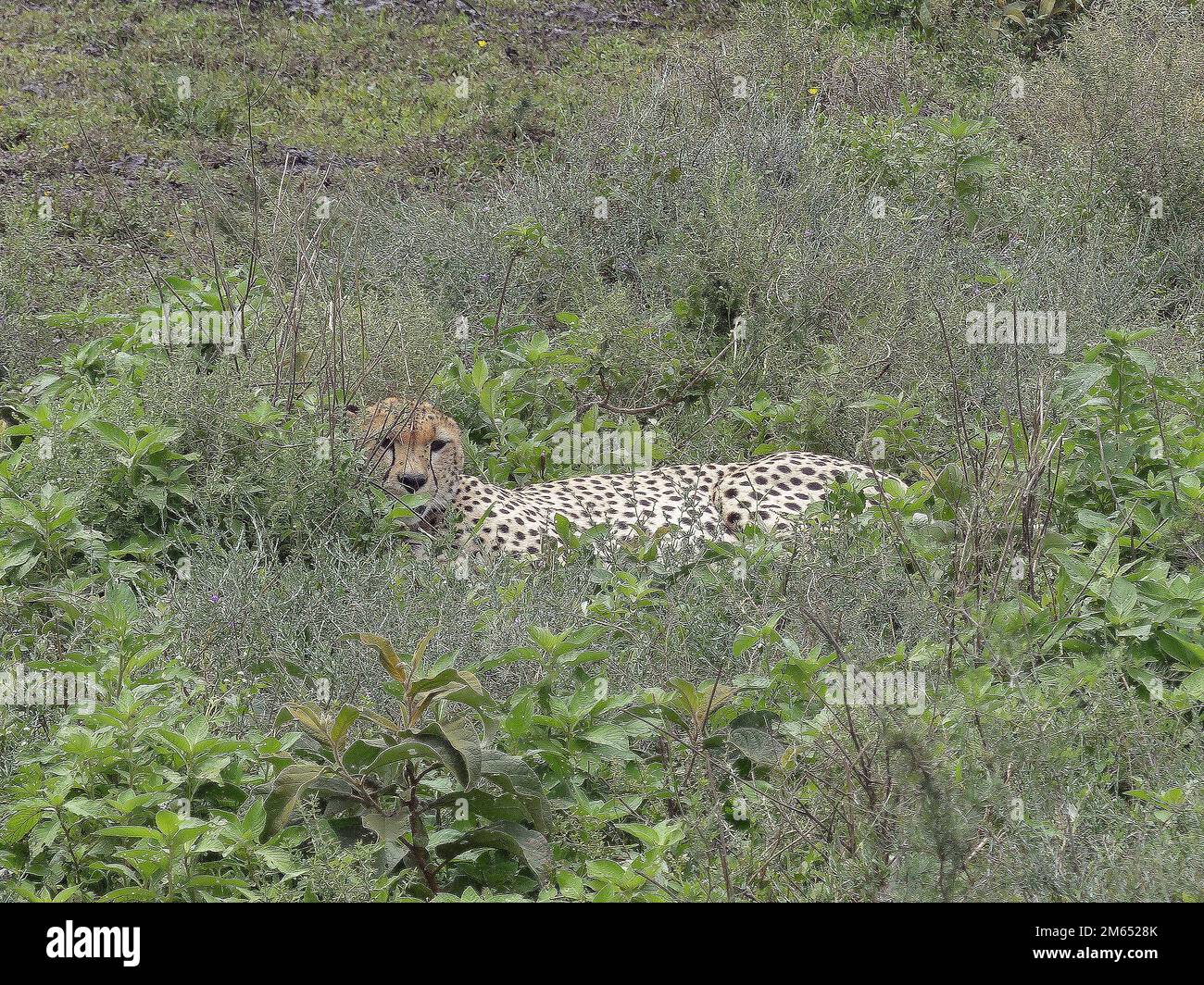 Cheetah in the tall grass the savannah inTanzania East Africa Stock ...