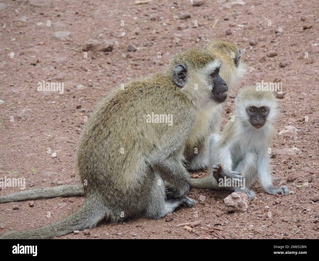 Female Velvet Monkey with her babies in the savannah in Tanzania East ...