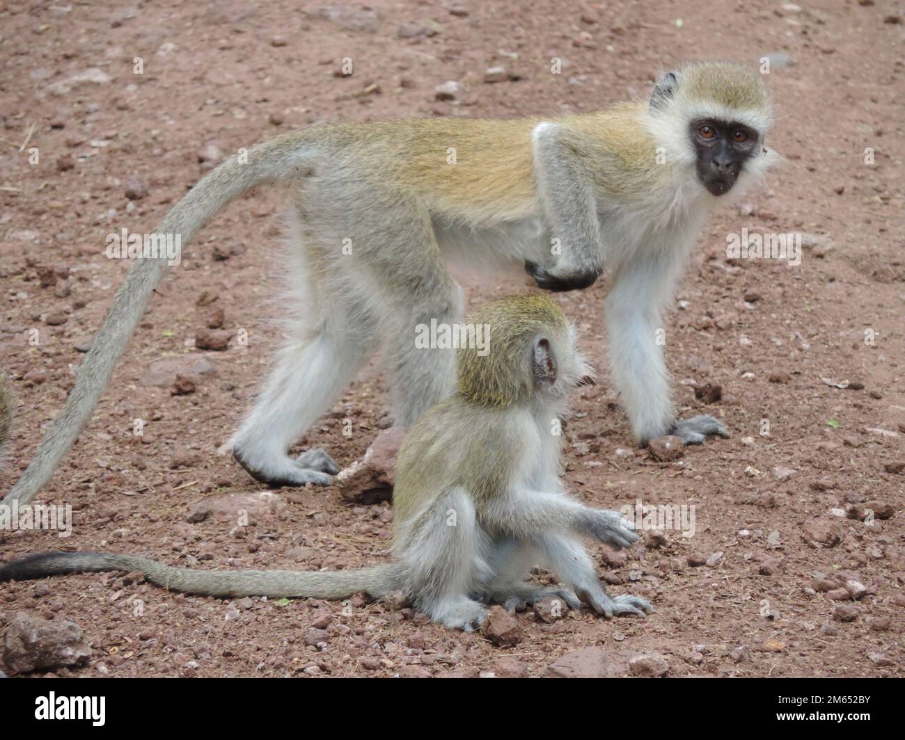 Female Velvet Monkey with her babies in the savannah in Tanzania East ...
