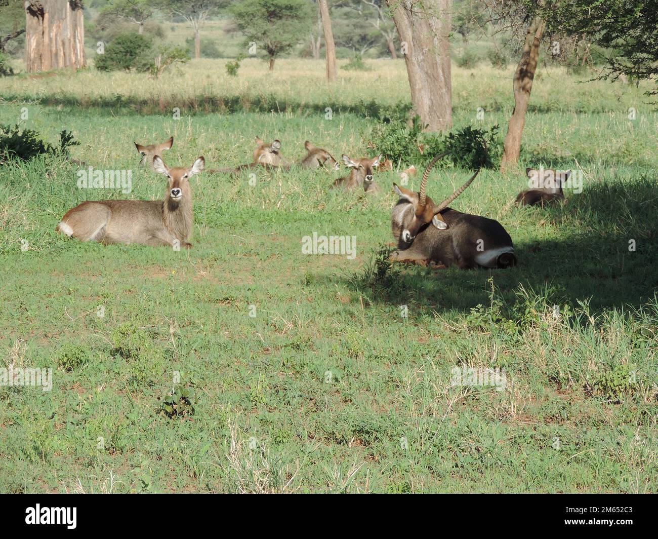 Gazelle Oryx in the savannah Tanzania East Africa Stock Photo - Alamy