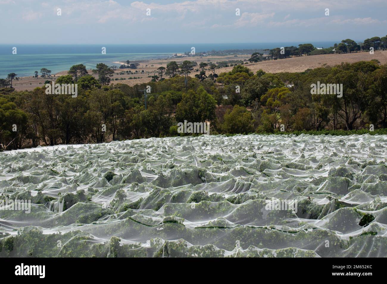 Vines covered in plastic sheets for protection at the Jack Rabbit ...