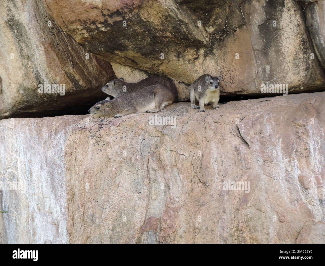 Hyraxes on a rock in the savannah Tanzania East Africa Stock Photo - Alamy