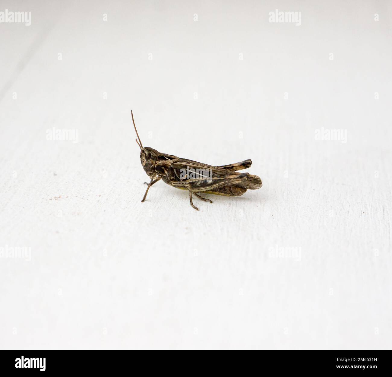 Grasshopper window hi-res stock photography and images - Alamy