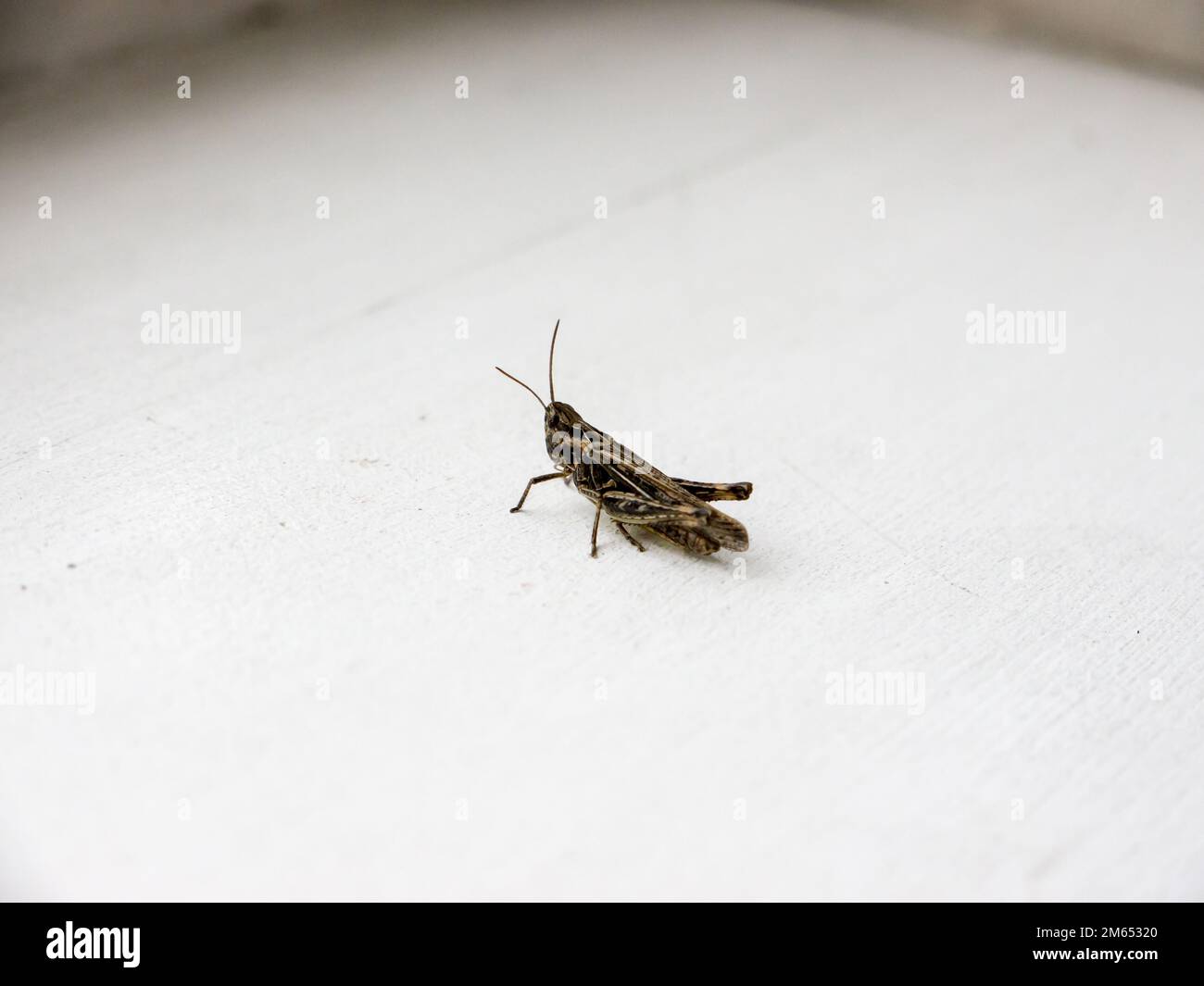 Grasshopper window hi-res stock photography and images - Alamy