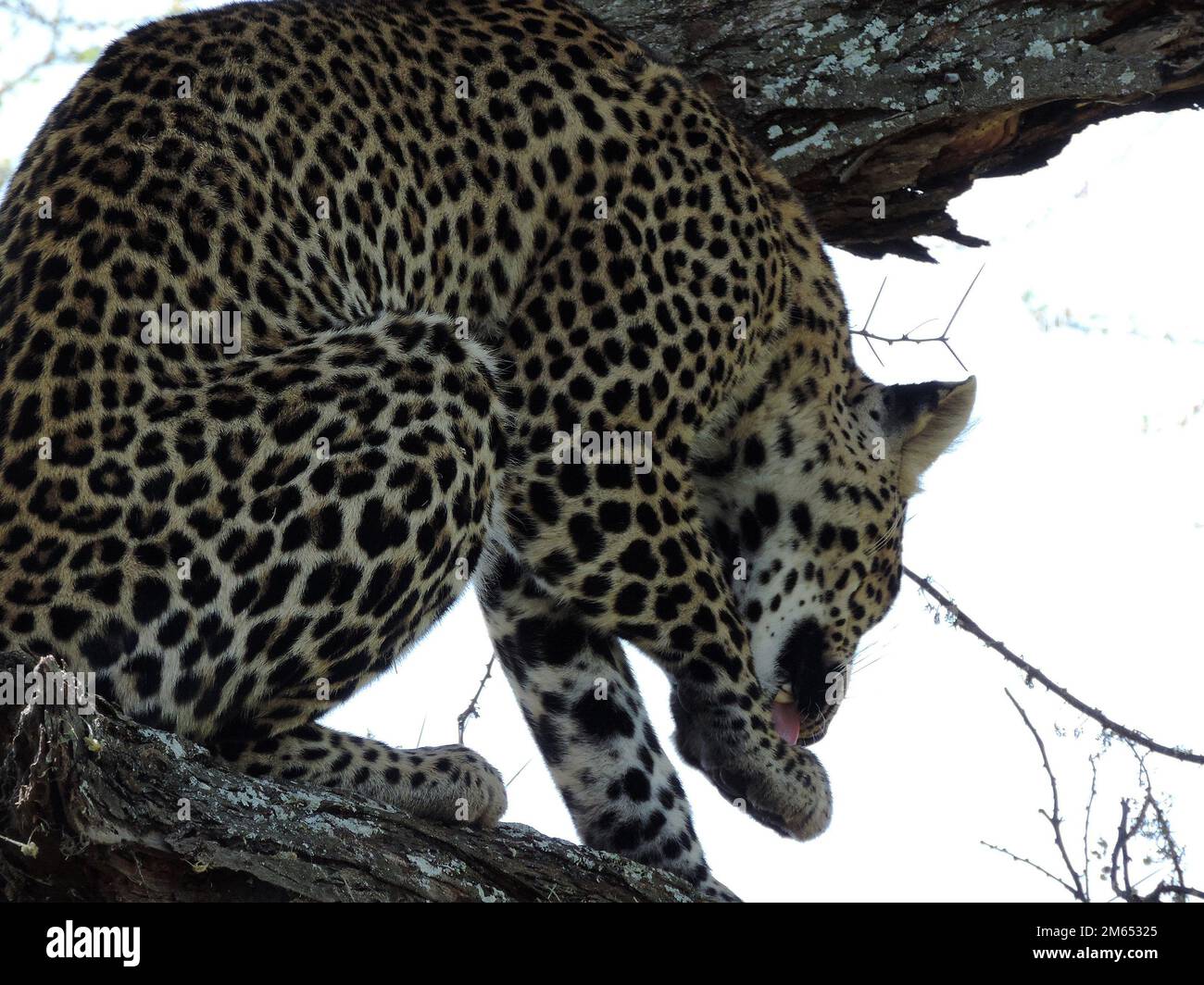 Leopard in a tree in the savannah Tanzania East Africa Stock Photo - Alamy