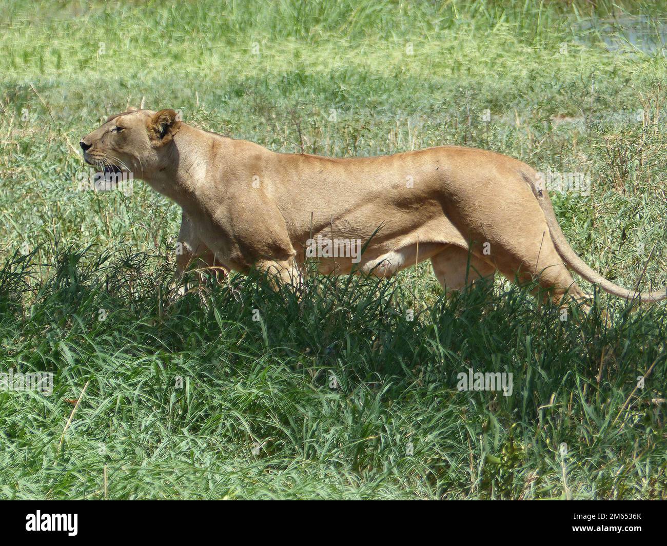 Lioness hunting in the savannah Tanzania East Africa Stock Photo - Alamy