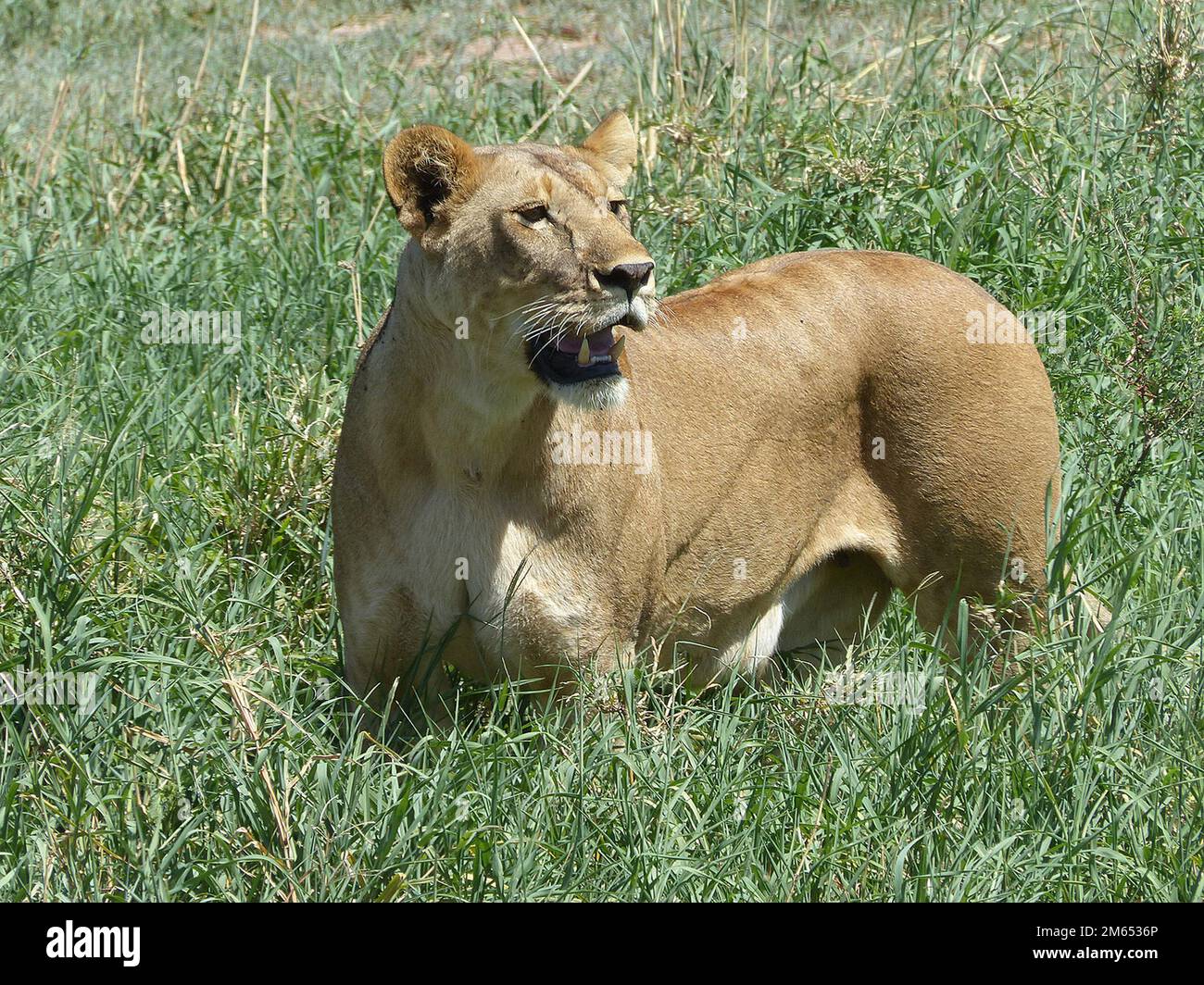 Lioness hunting in the tall grass of the savannah Tanzania East Africa ...