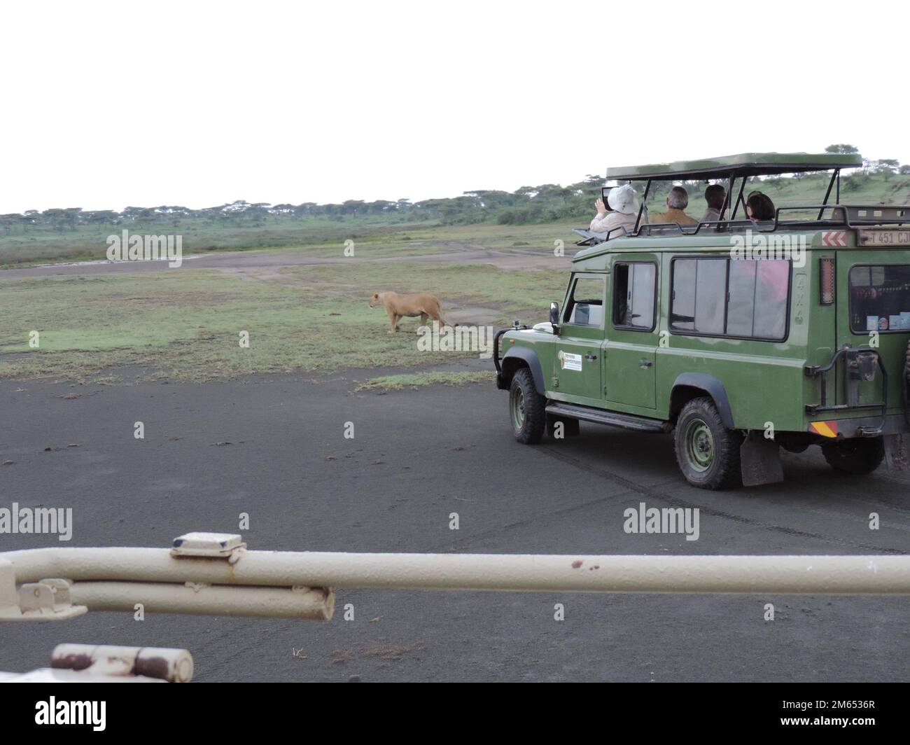 Lioness in the savannah from an off-road car car Tanzania East Africa ...
