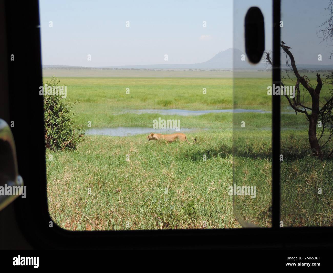 Lioness in the savannah from an off-road car car Tanzania East Africa ...