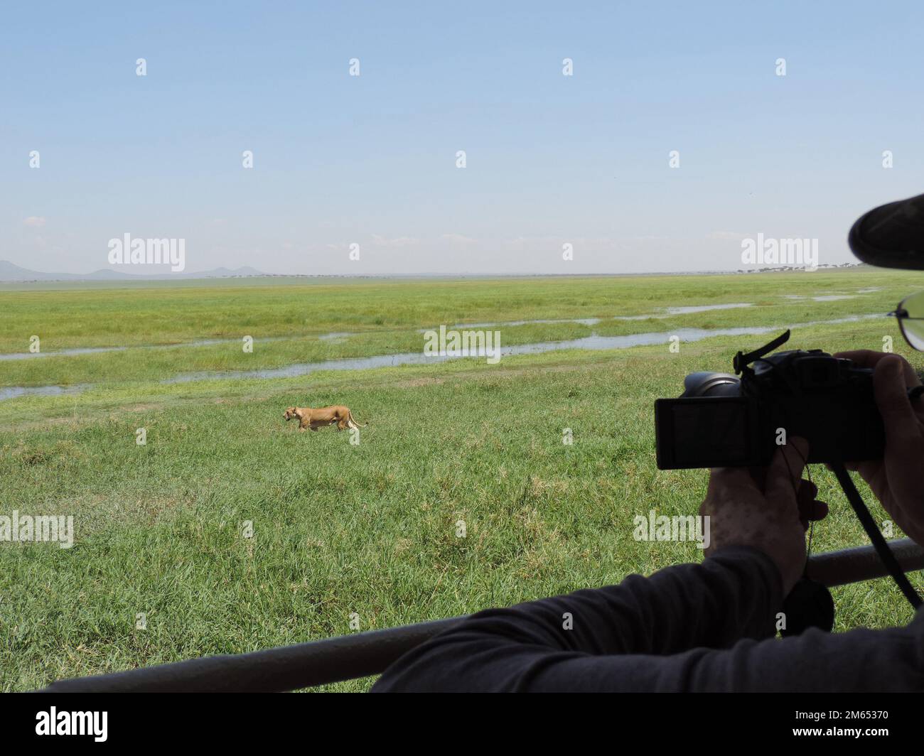 Tourist photographing a lioness in the savannah from an off-road car ...
