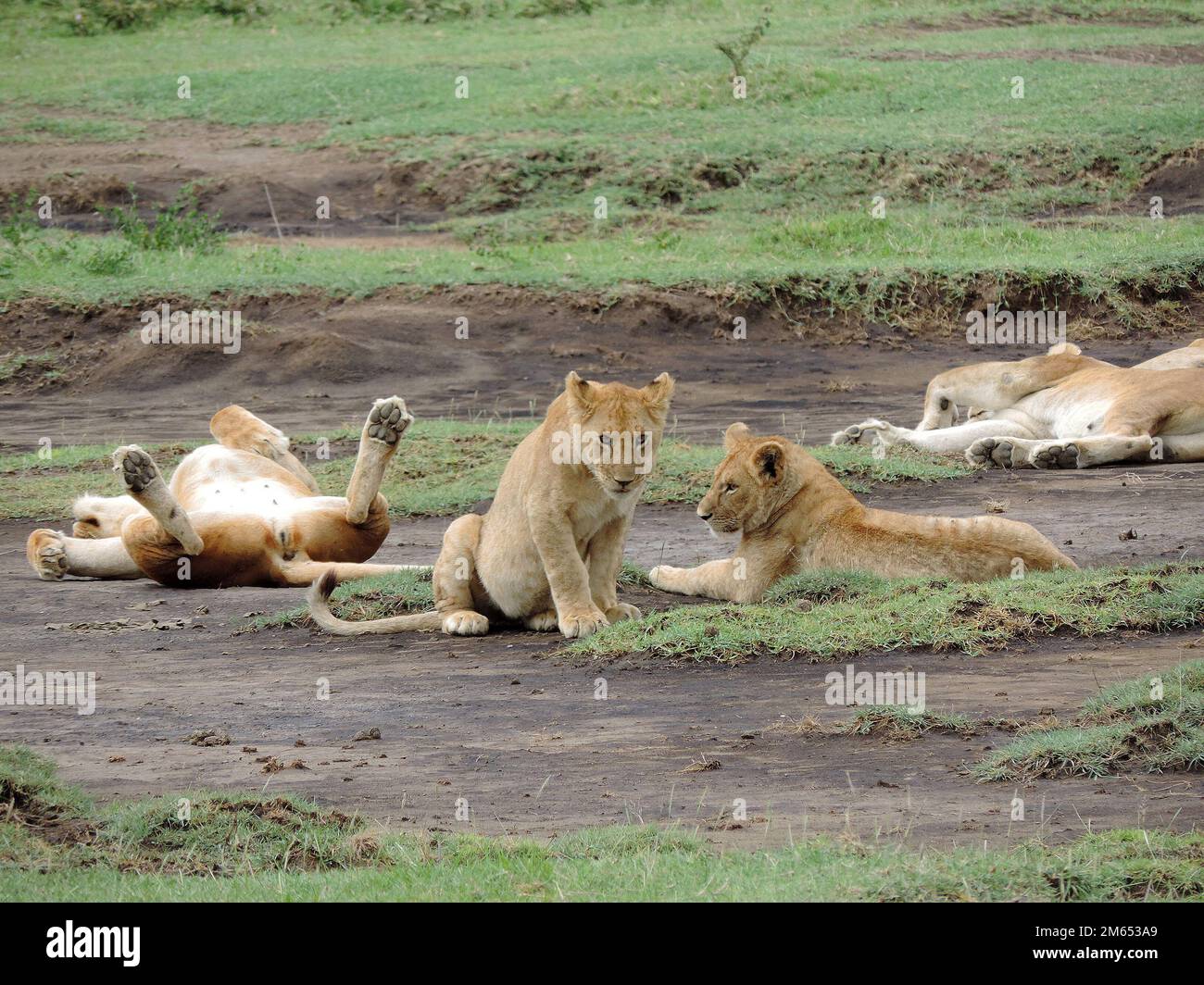 Lionesses resting in the savannah Tanzania East Africa Stock Photo - Alamy