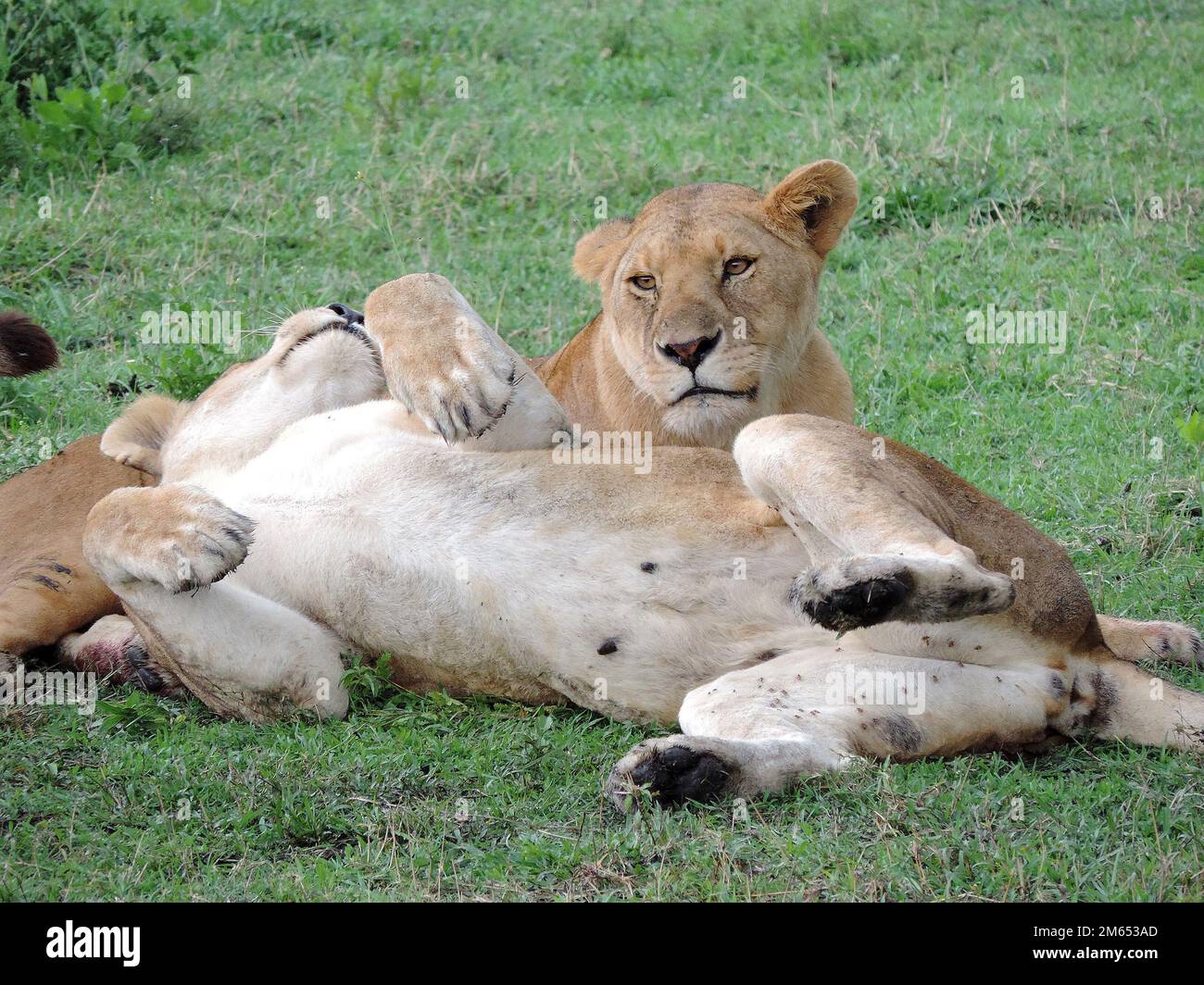 Lionesses resting in the savannah Tanzania East Africa Stock Photo - Alamy