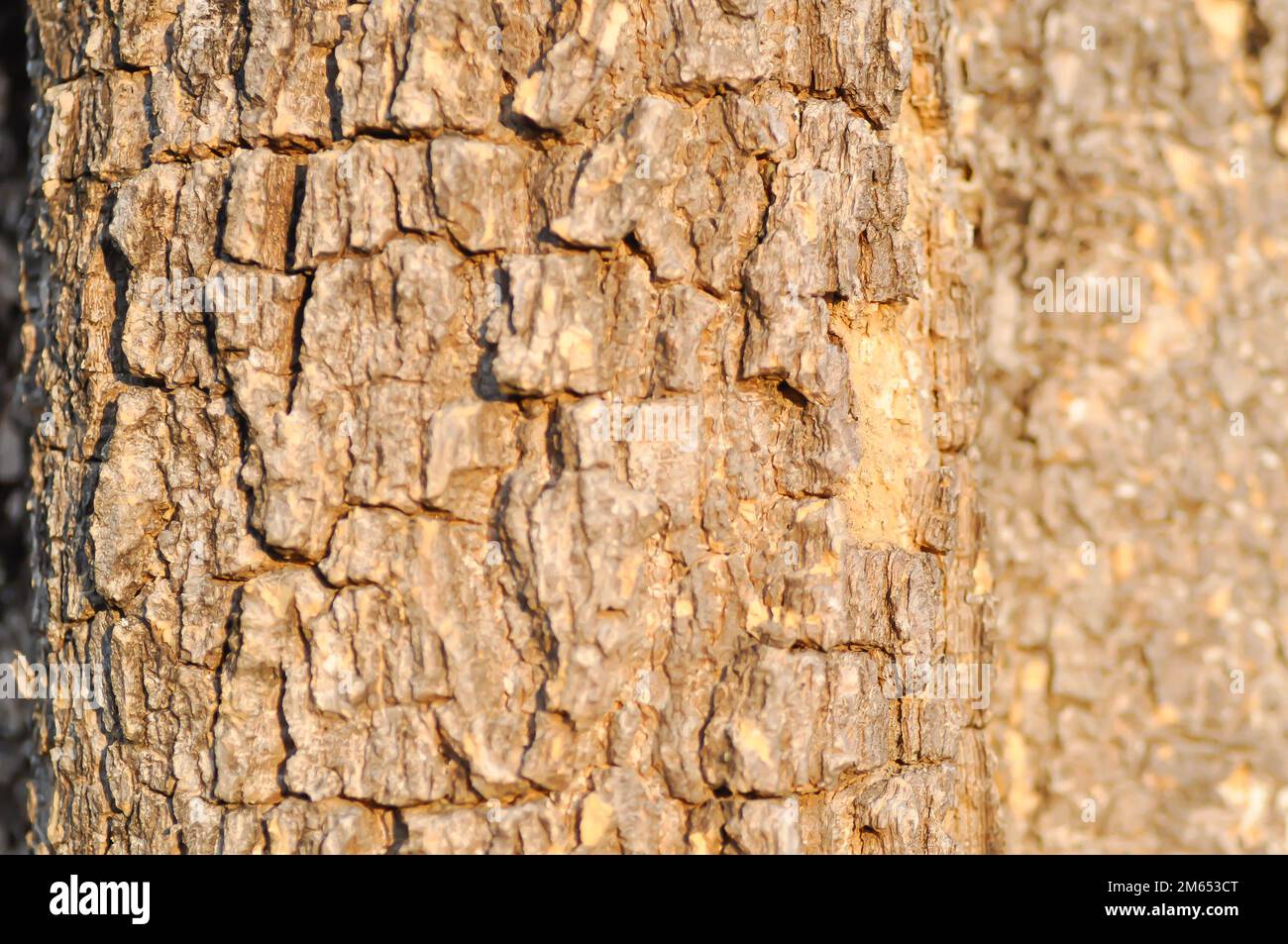 tree bark or bark , Alstonia scholaris or APOCYNACEAE or Devil Tree or ...