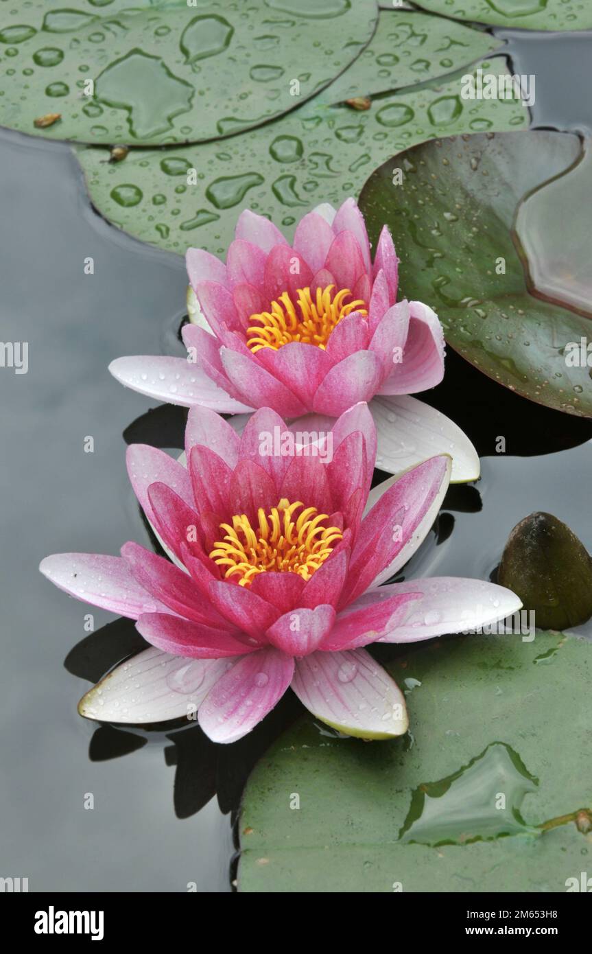 Blossoming lotus flowers in pond Stock Photo - Alamy