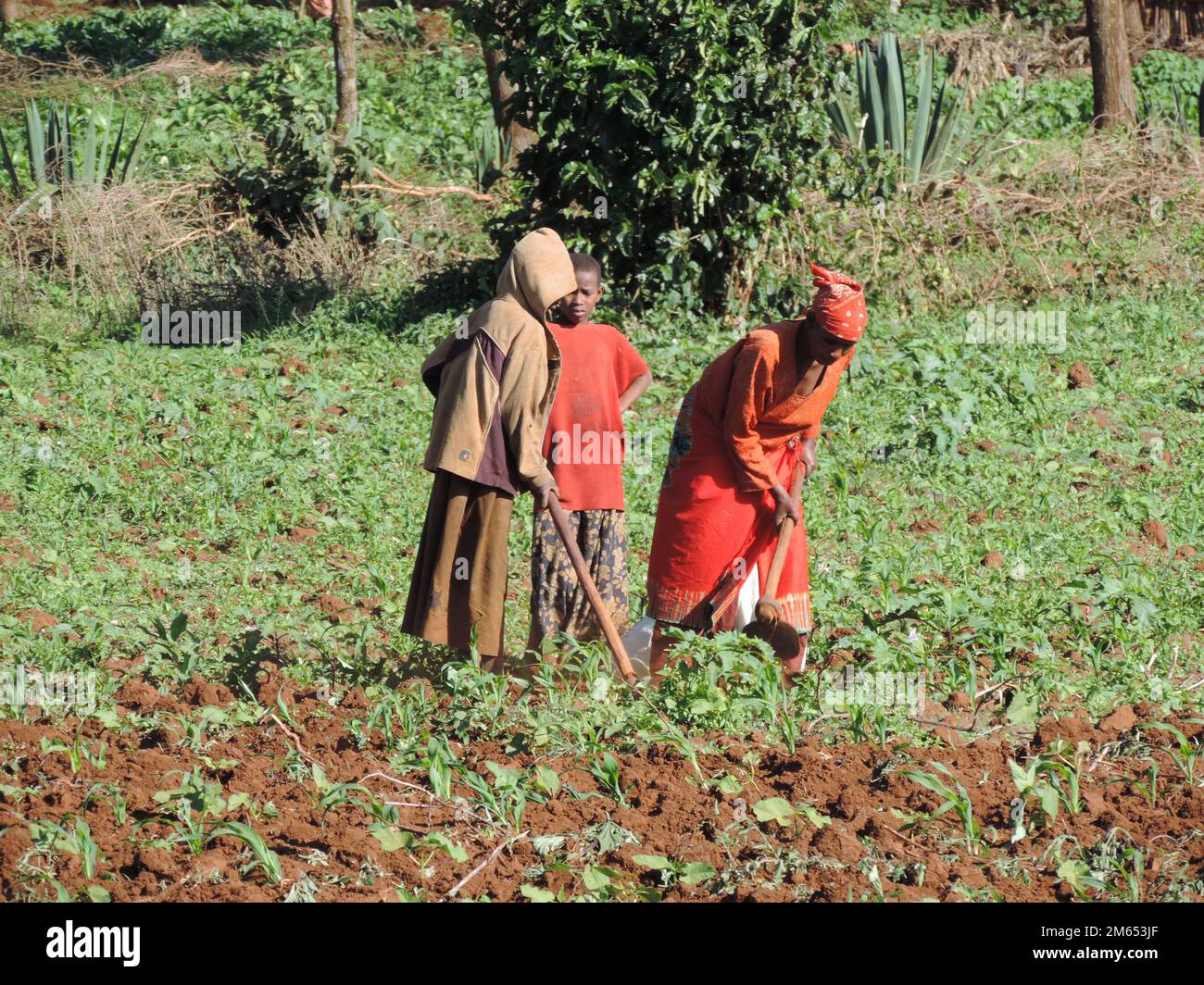 Locals practicing traditional agriculture Tanzania East Africa Stock ...