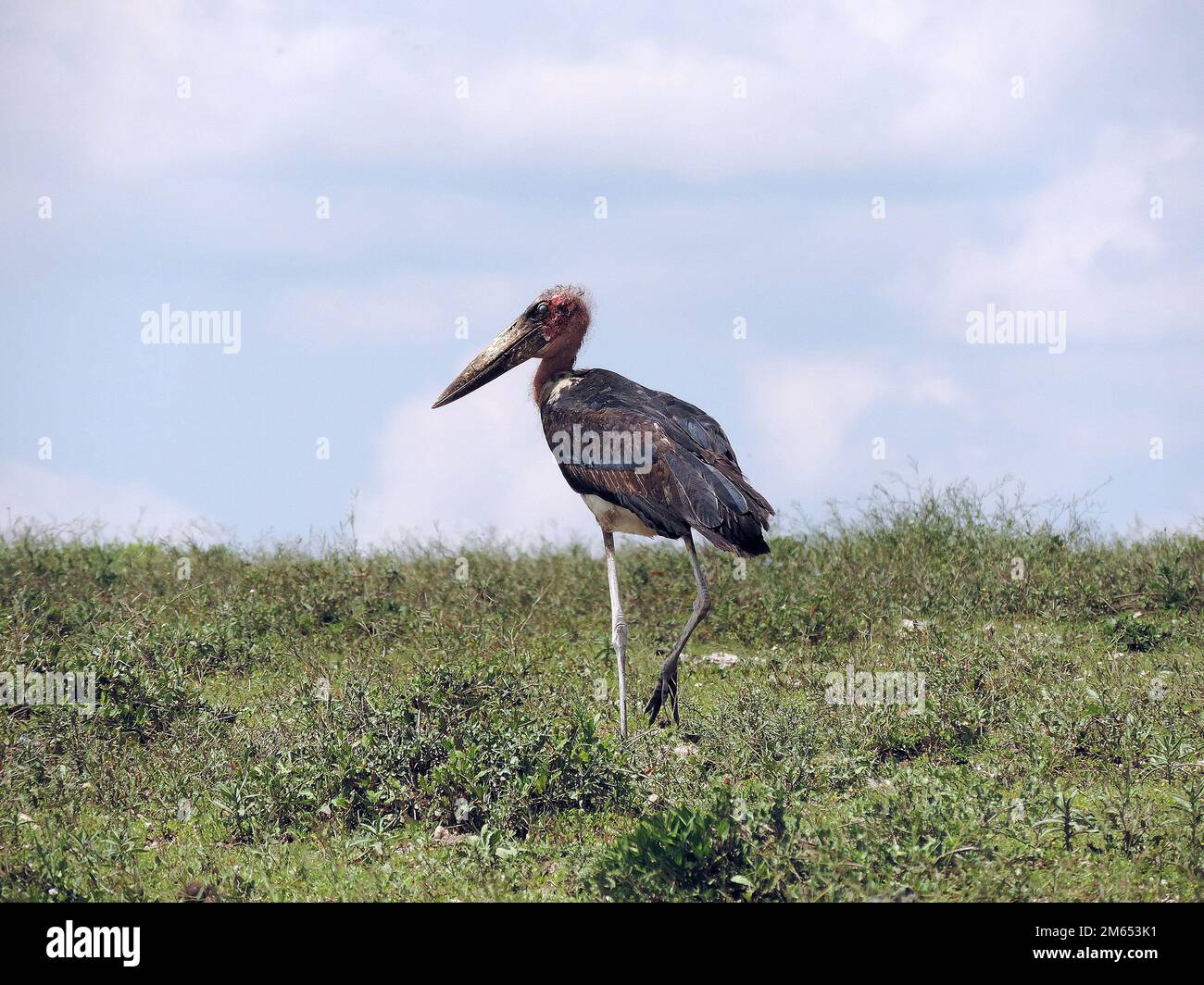 Marabout hi-res stock photography and images - Alamy