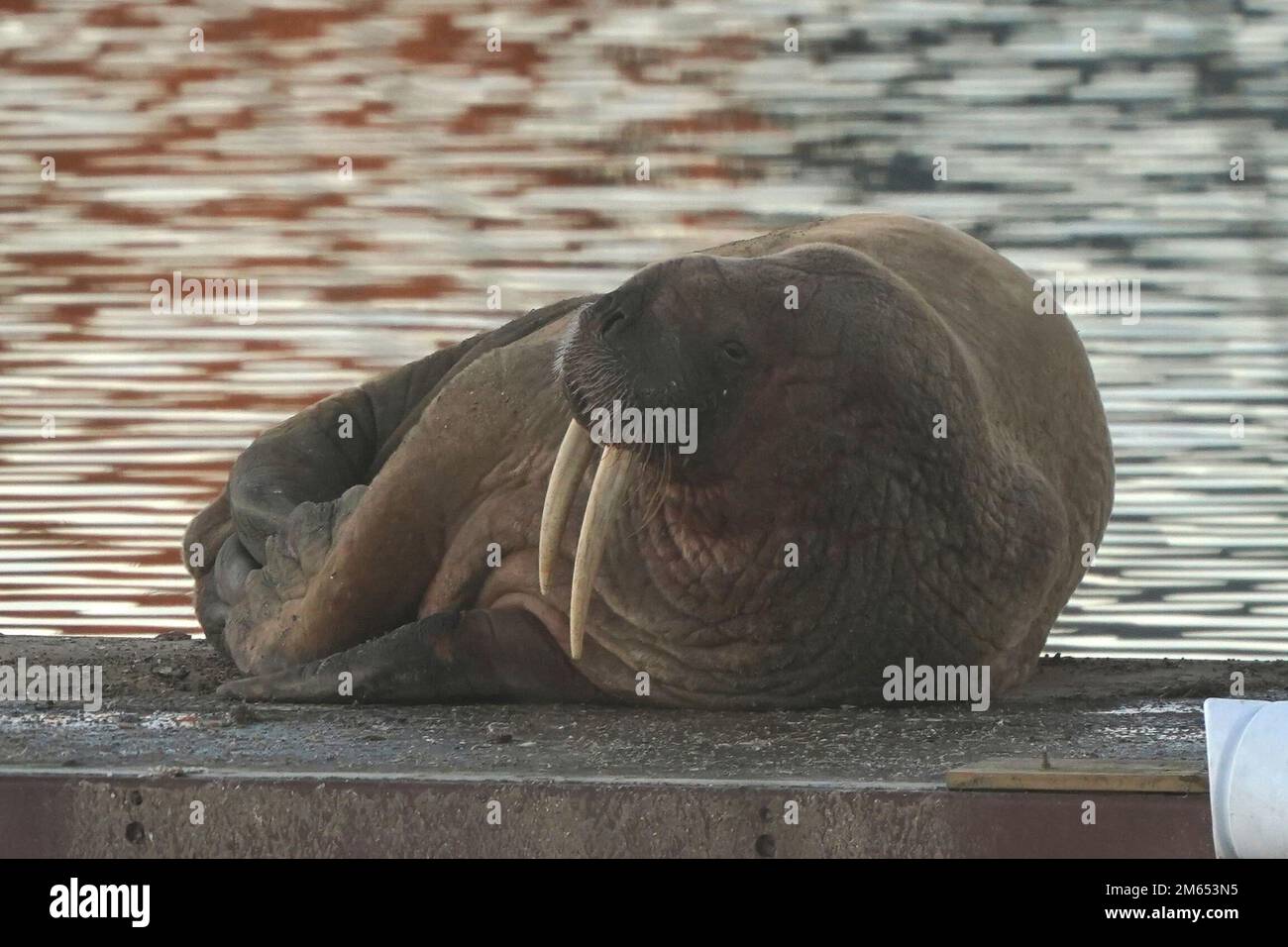 A walrus at the Royal Northumberland Yacht Club in Blyth. The sighting ...