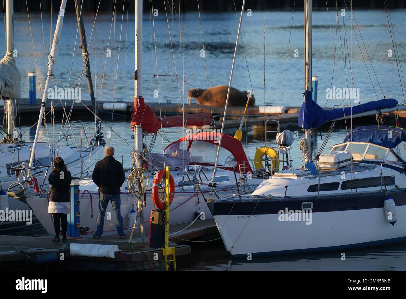 People look at a walrus at the Royal Northumberland Yacht Club in Blyth ...