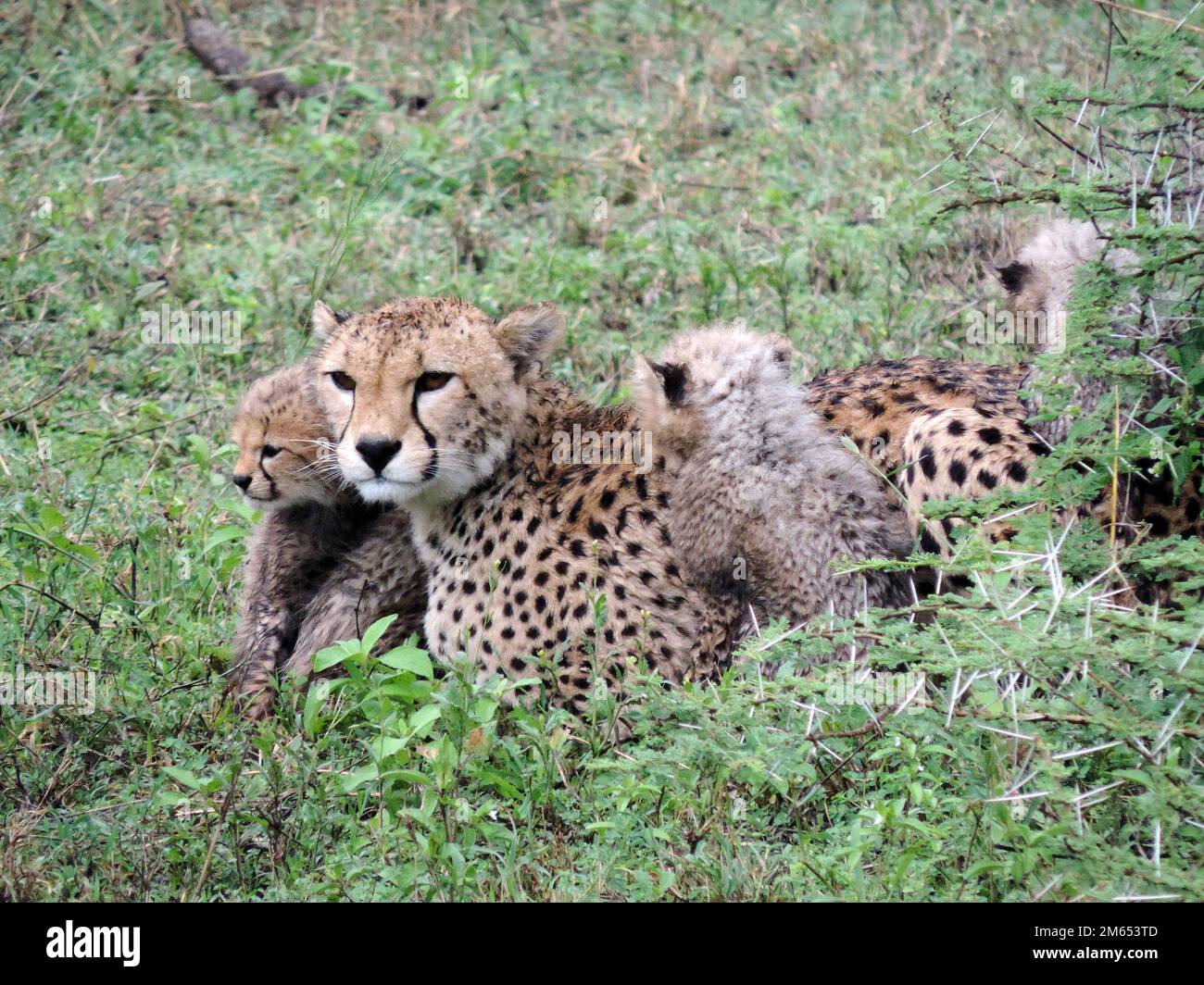 Mother cheetah with her cubs in tall grass the savannah inTanzania East ...