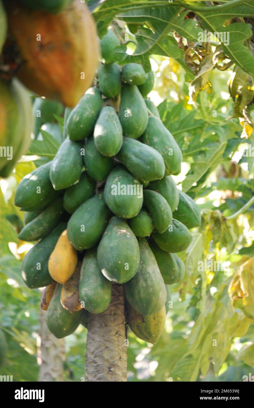 View of papayas trees with the fruits hanging Stock Photo - Alamy