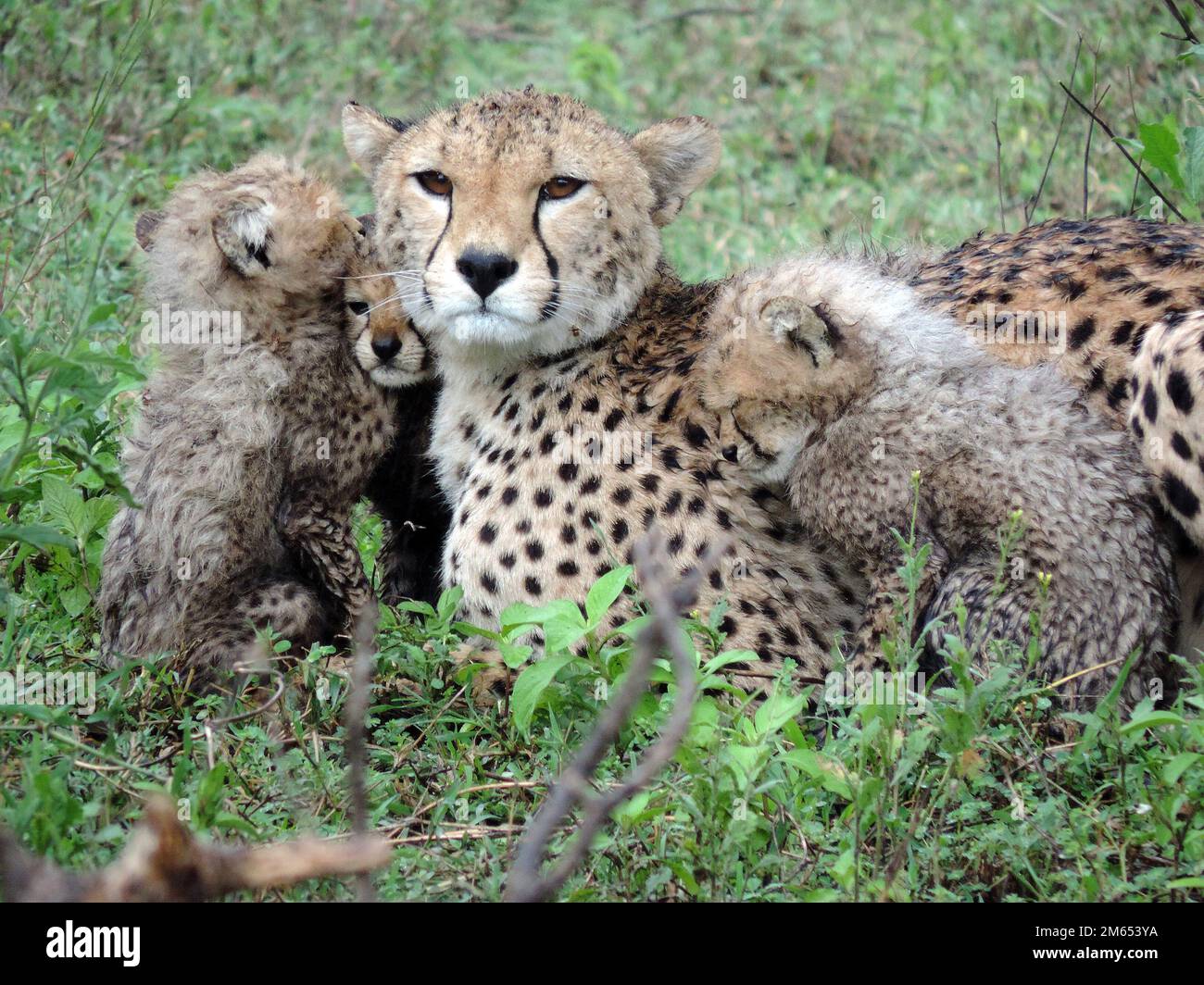 Mother cheetah with her cubs in tall grass the savannah inTanzania East ...