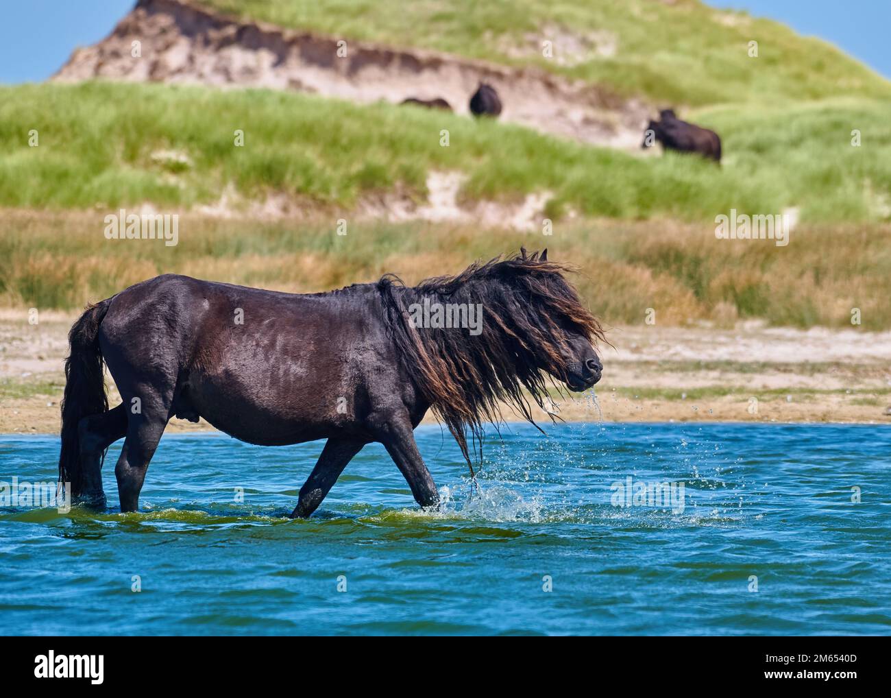 A scenic view of a black horse walking in a lake on Sable Island on a ...