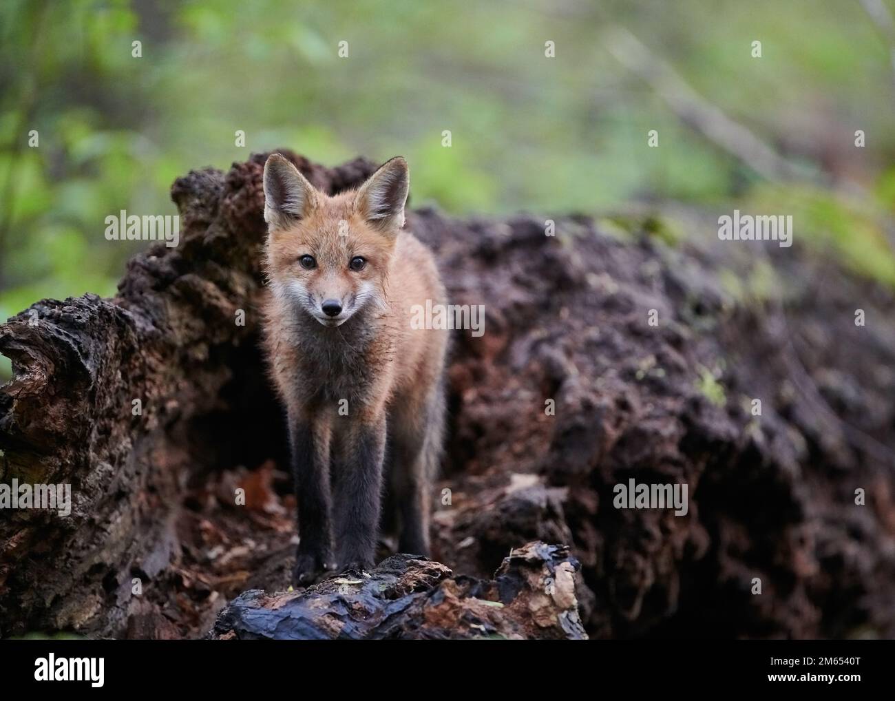A closeup of a red Kit fox standing on roots of a tree covered with ...