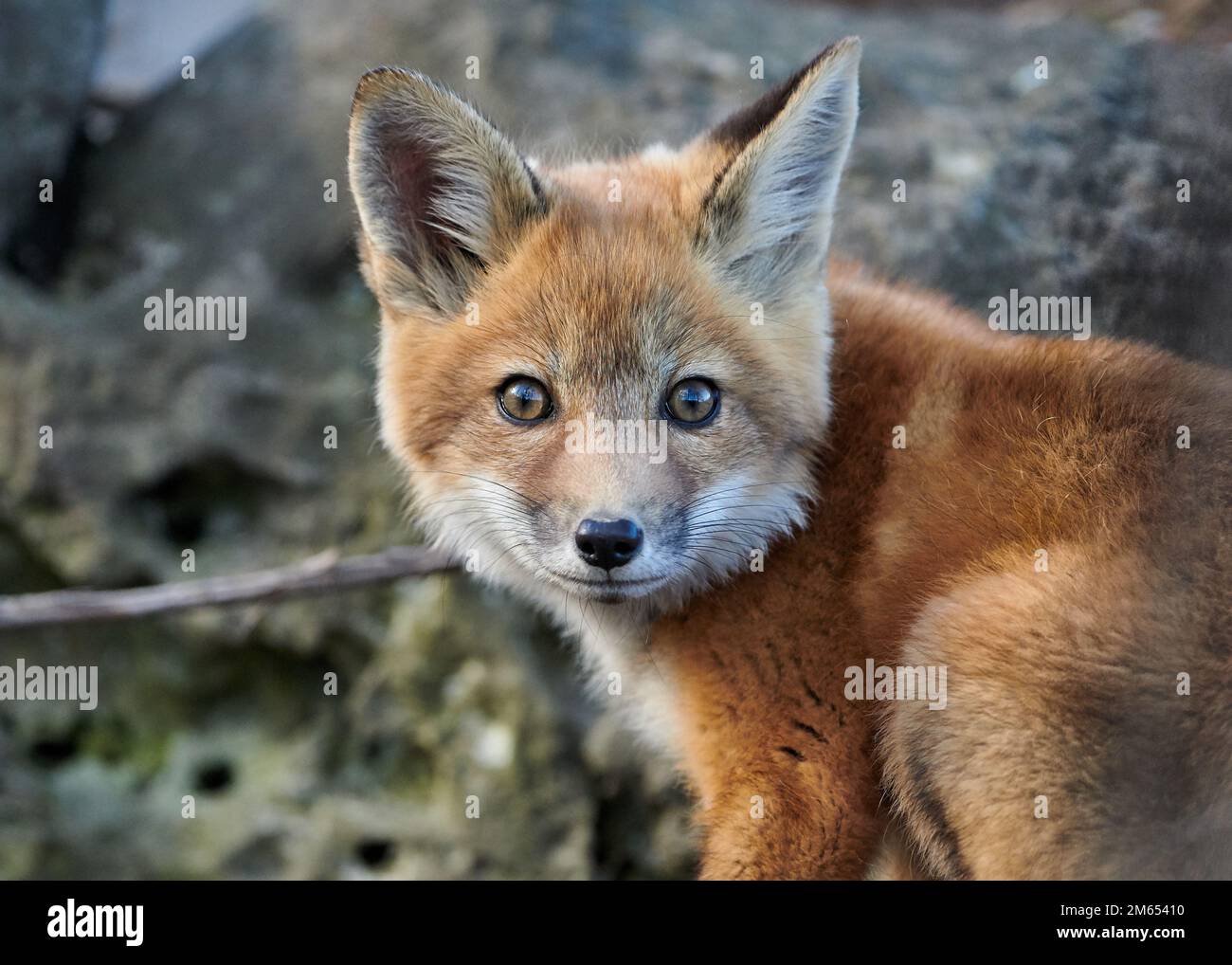 A closeup of a red Kit fox looking straight into the camera Stock Photo ...