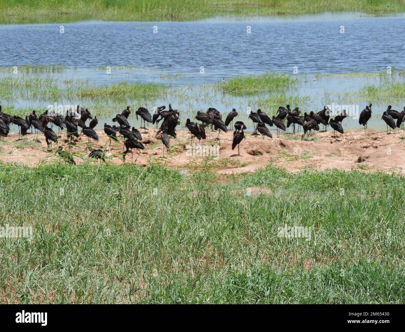 Open-billed storks at the edge of a waterhole Tanzania East Africa ...
