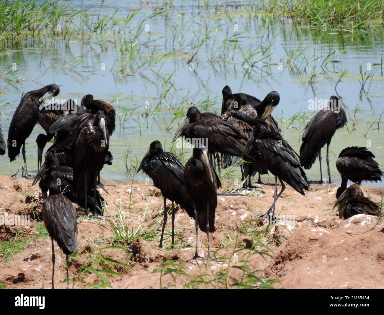Open-billed storks at the edge of a waterhole Tanzania East Africa ...