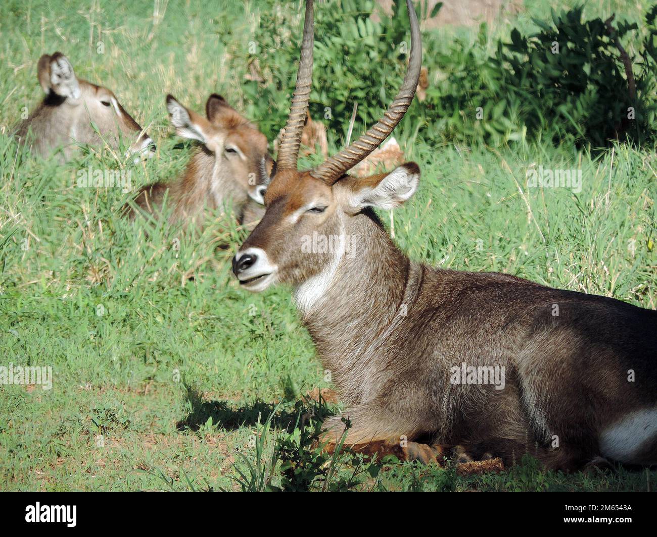 Oryx antelope in the savannah Tanzania East Africa Stock Photo - Alamy