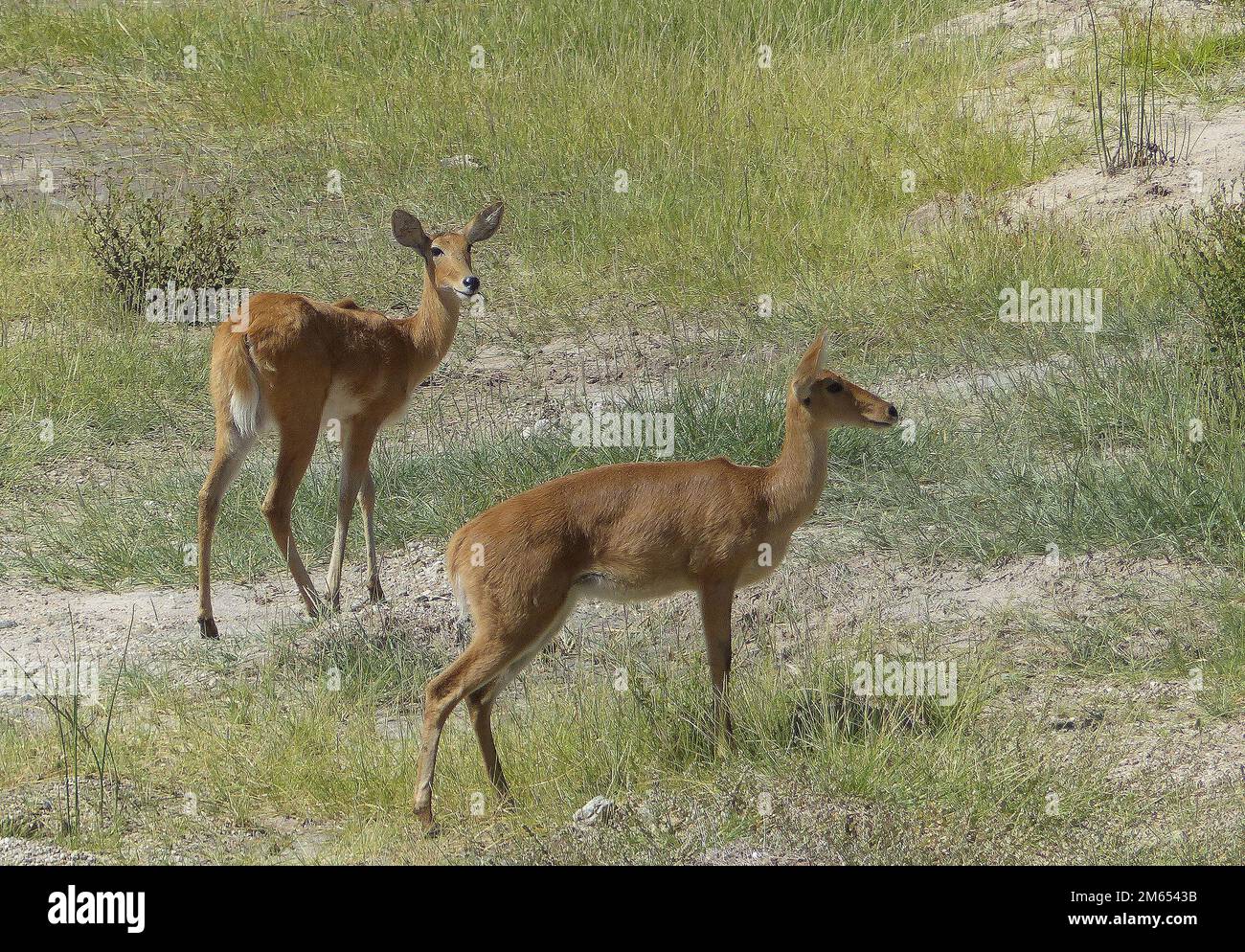 Oryx antelope in the savannah Tanzania East Africa Stock Photo - Alamy