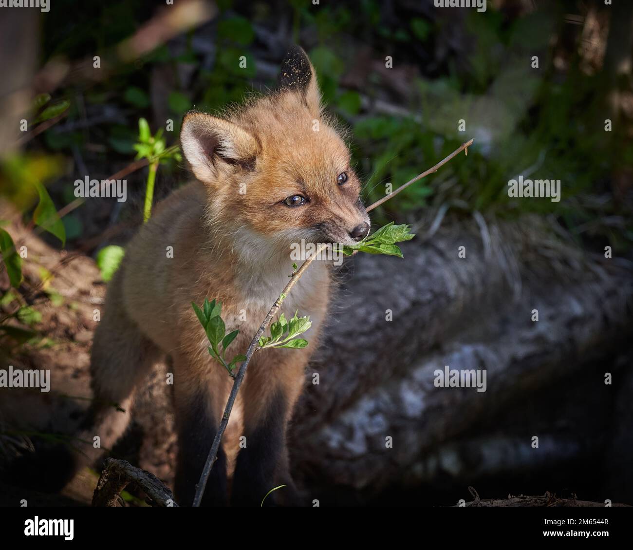 Red fox standing bushes hi-res stock photography and images - Alamy