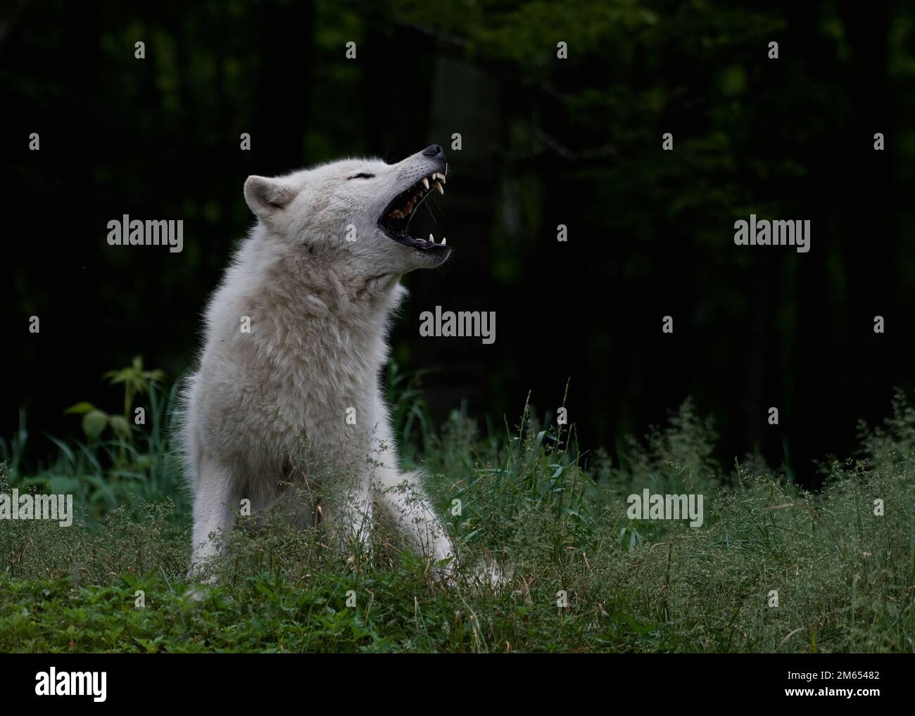 A closeup of an Arctic fox roaring, sitting in green grass in a forest ...