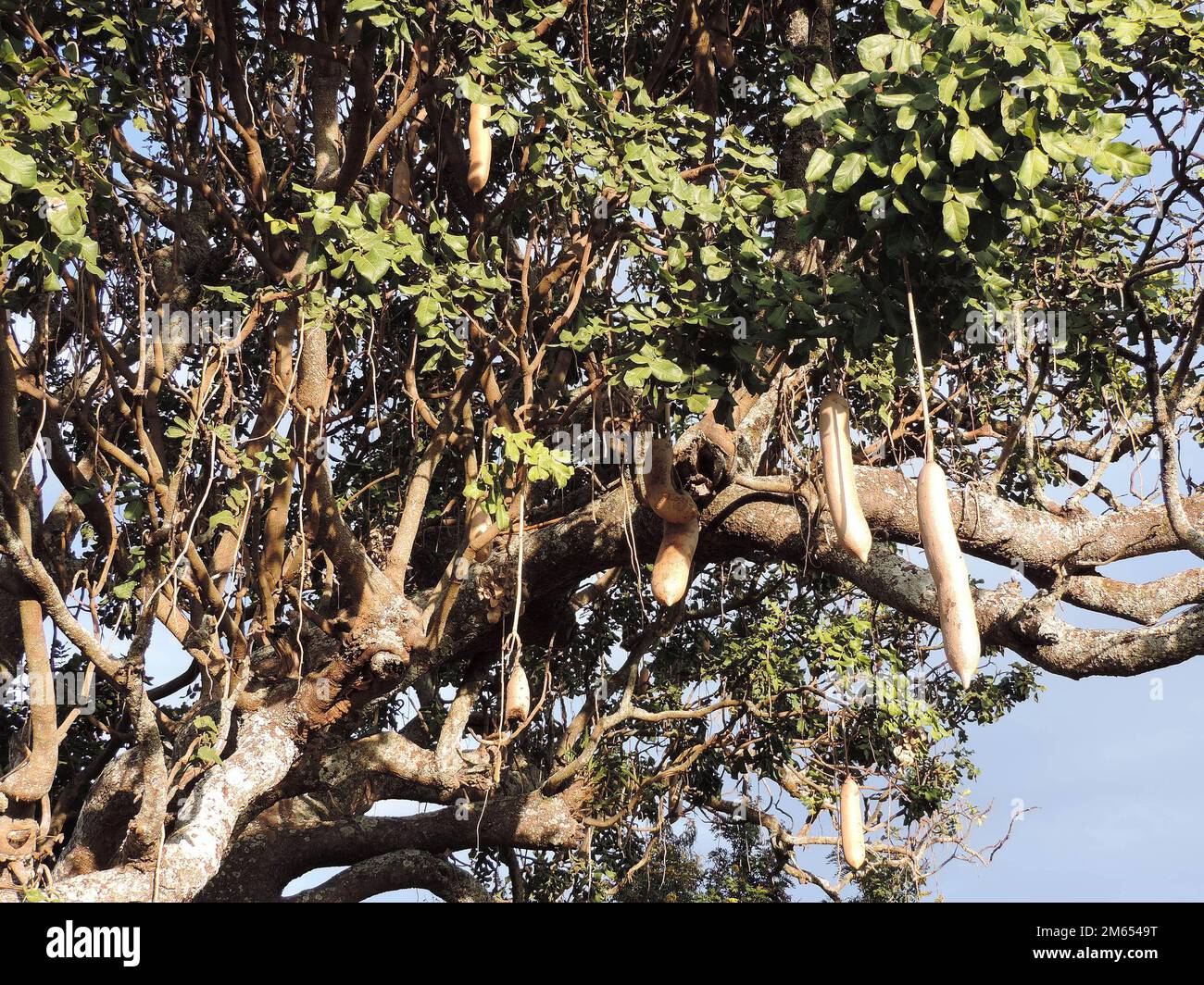 Sausage tree in the savannah Tanzania East Africa Stock Photo - Alamy