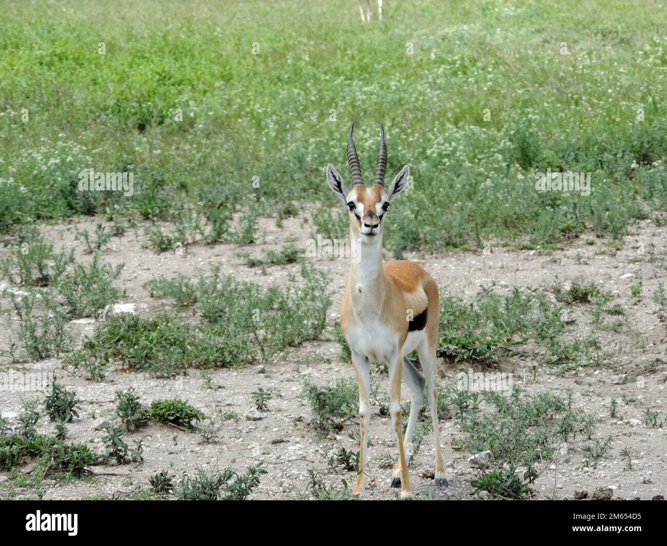 Thomson's gazelle in the savannah Tanzania East Africa Stock Photo - Alamy