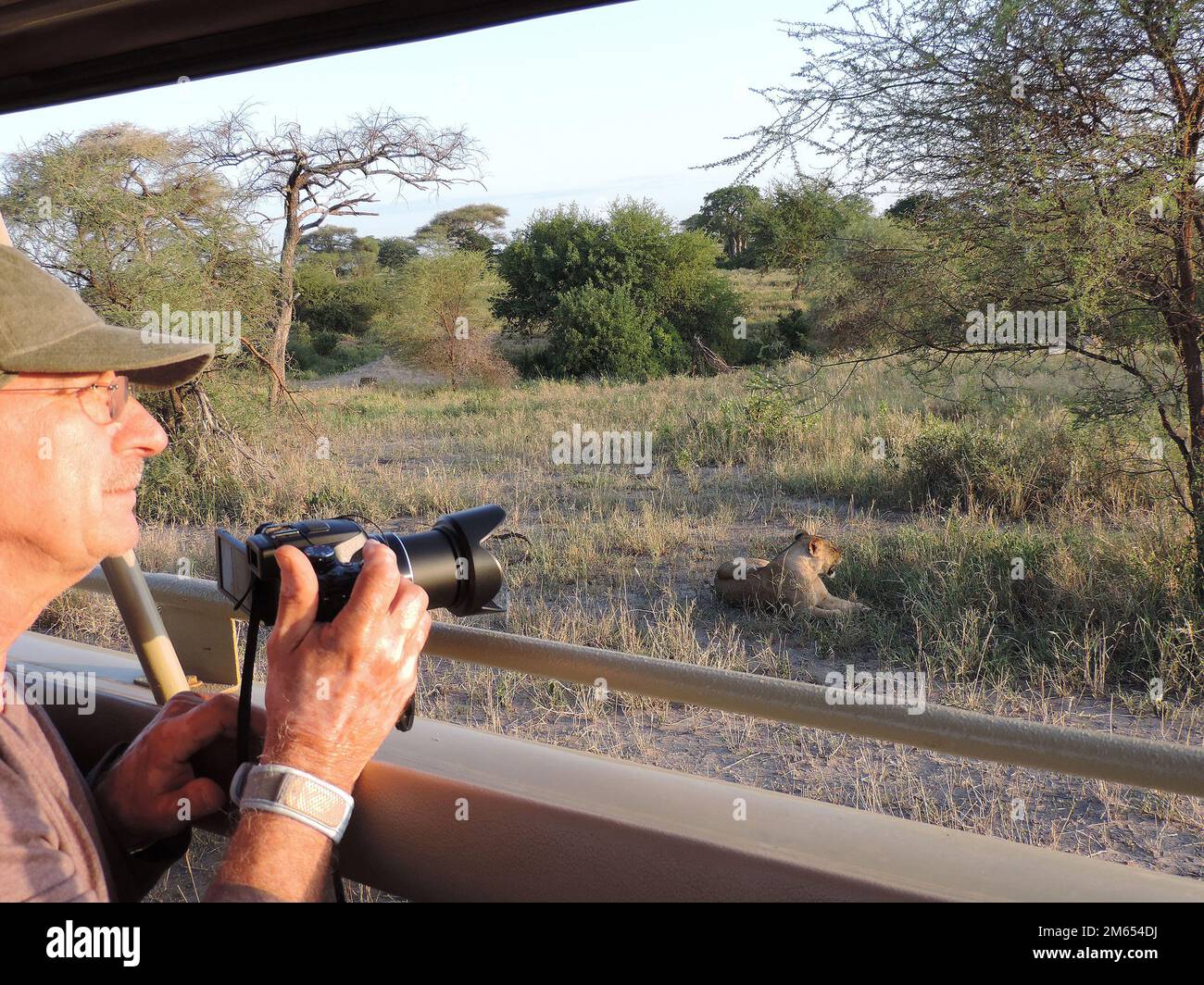Tourist photographing a lioness from a safari off-road car in the ...