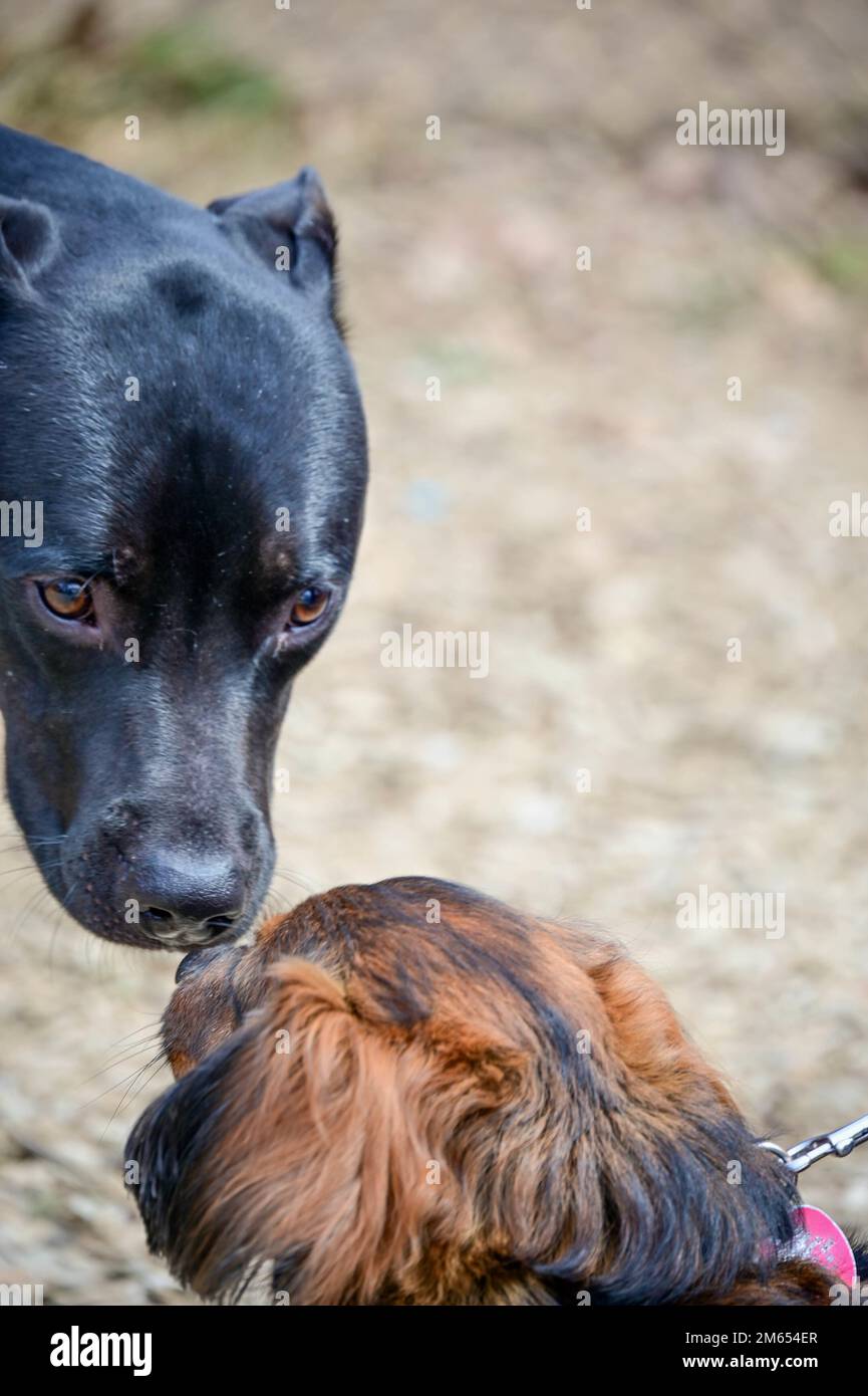 Two military Family dogs make friends at the Fort Jackson Dog Park ...