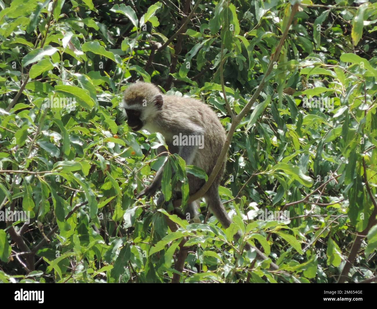 Velvet monkey in a tree in the savannah in Tanzania East Africa Stock ...