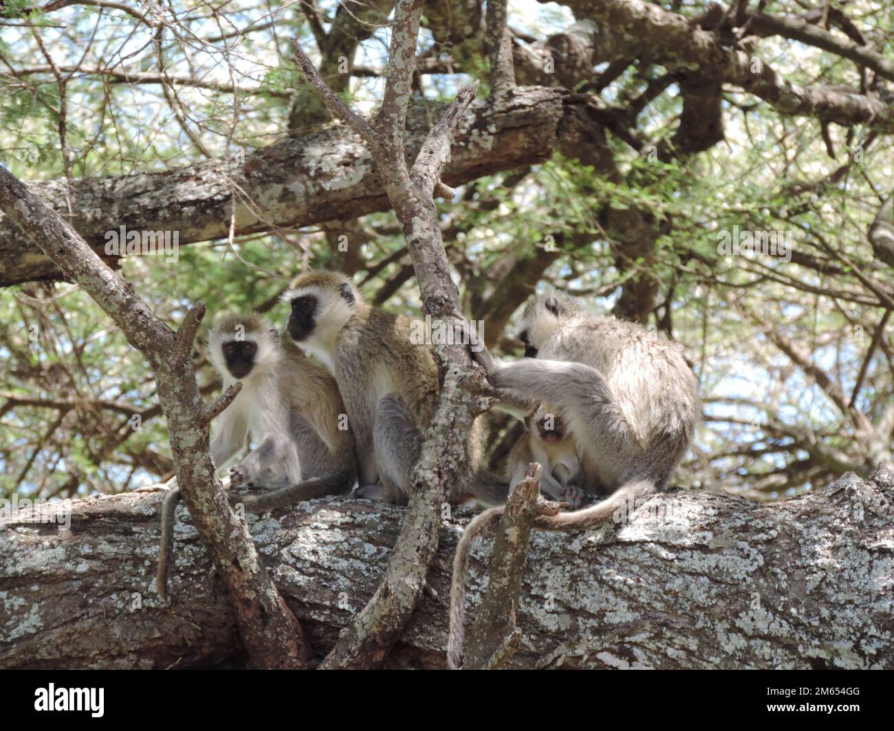 Velvet monkeys in a tree in the savannah in Tanzania East Africa Stock ...