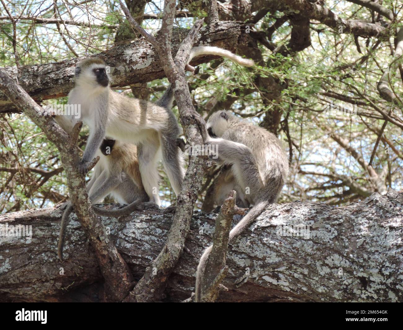 Velvet monkeys in a tree in the savannah in Tanzania East Africa Stock ...