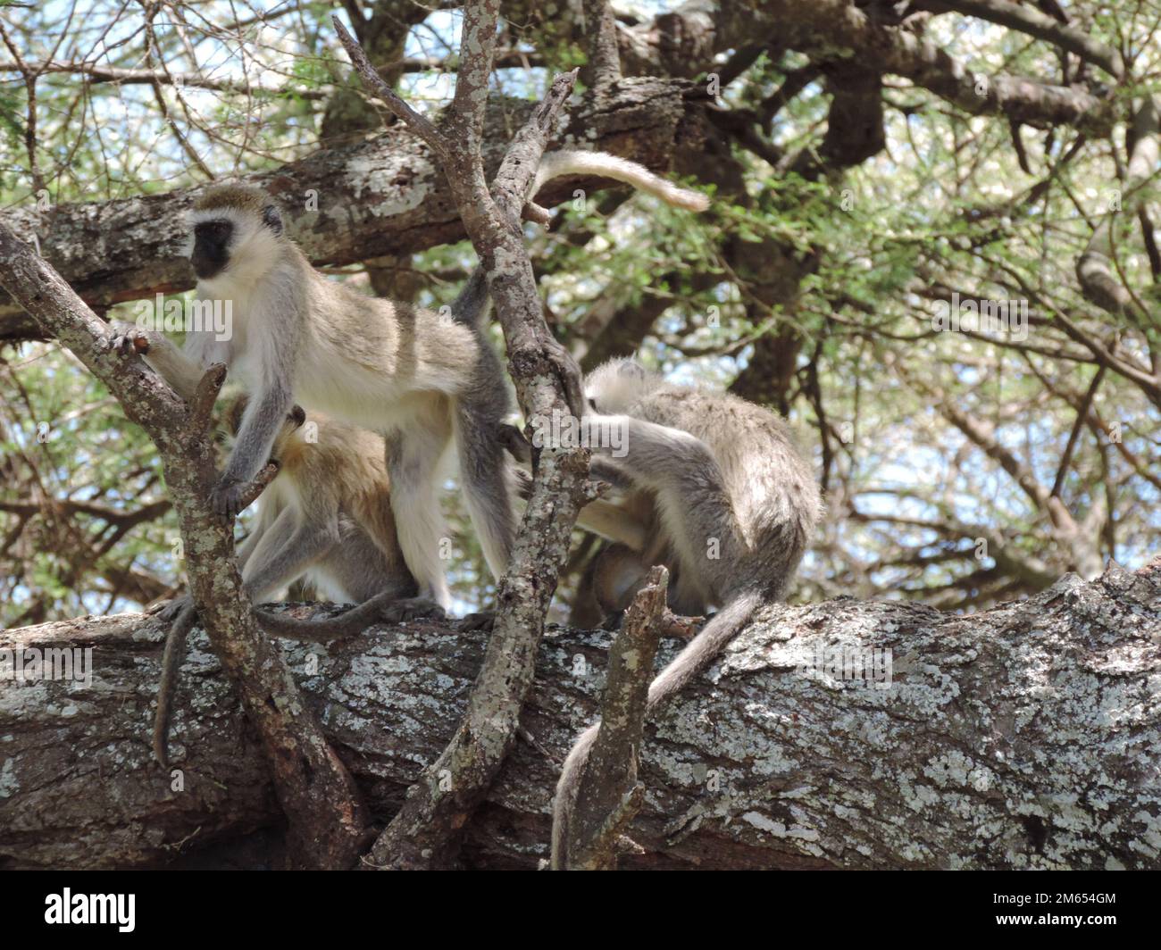 Velvet monkeys in a tree in the savannah in Tanzania East Africa Stock ...