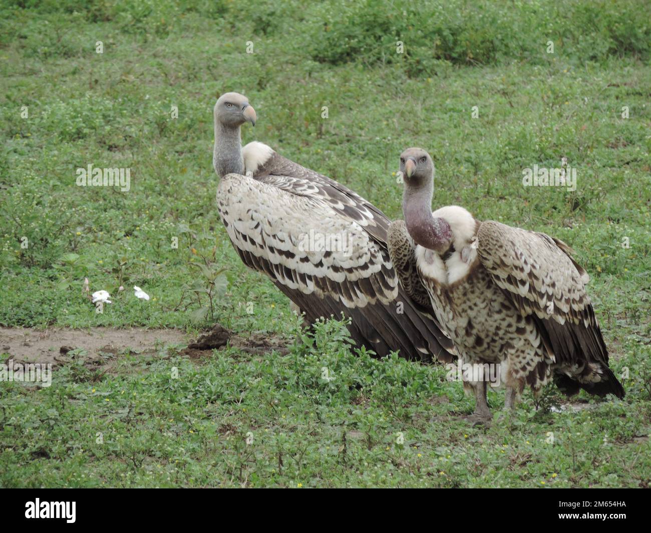 Vulture in the savannah Tanzania East Africa Stock Photo - Alamy