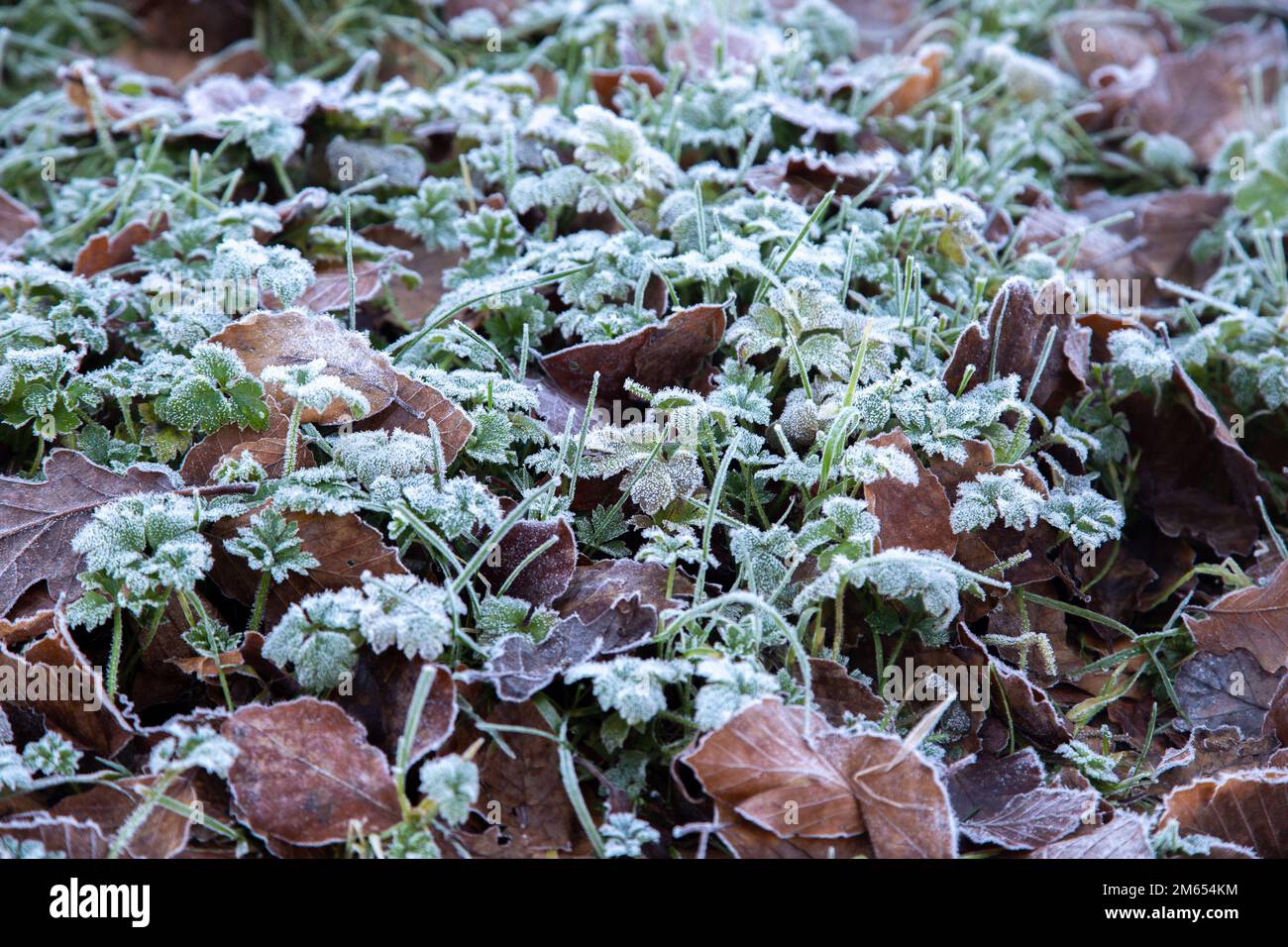 Frost leaves nature background hi-res stock photography and images - Alamy
